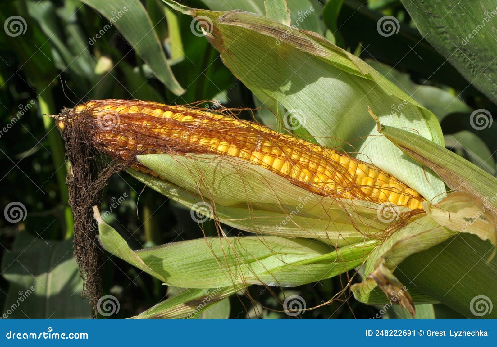 Cob of young corn stock image. Image of ingredient, kernels - 248222691