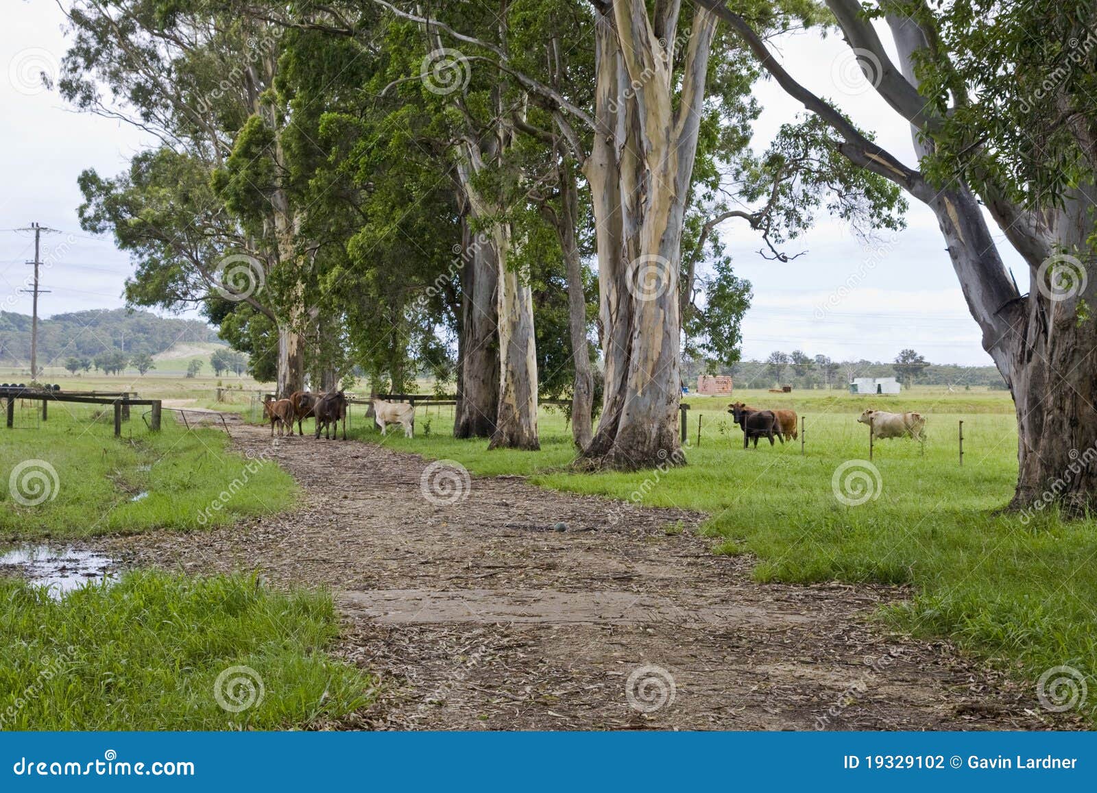 Cobaki Lakes In The Begining Stock Photo - Image of settlement, cobaki ...