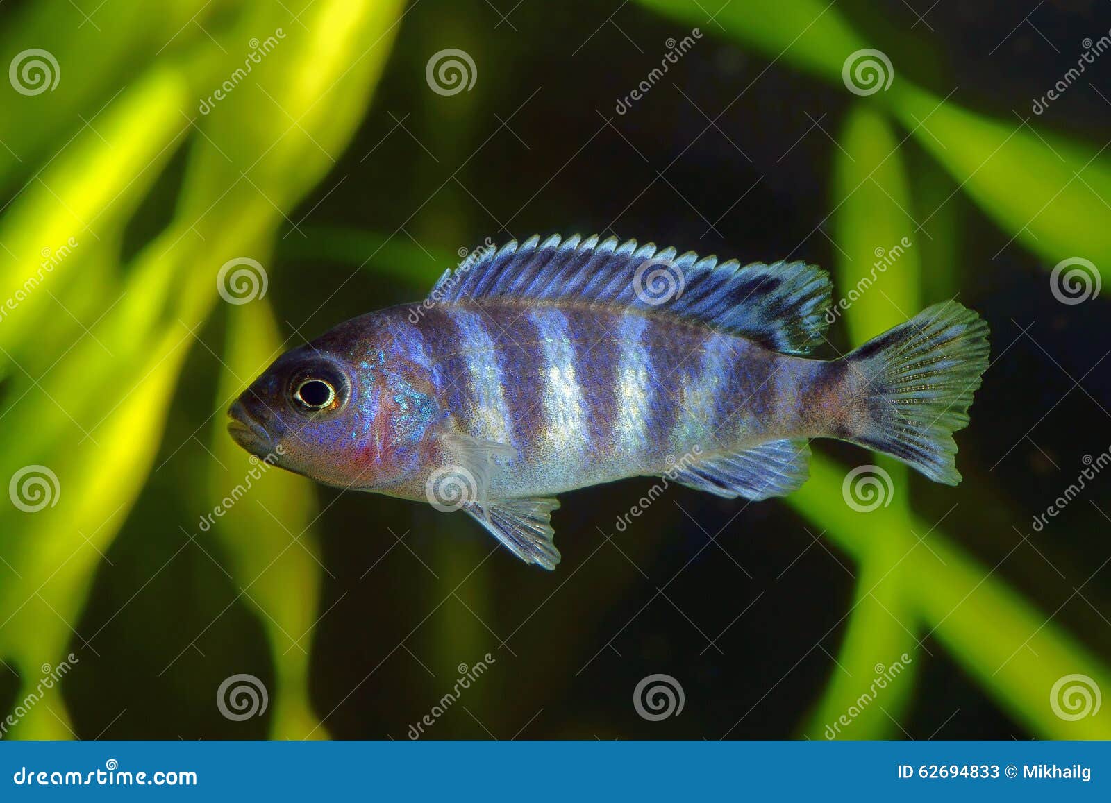 Cobalt Blue Zebra Cichlid stock image. Image of colour - 62694833