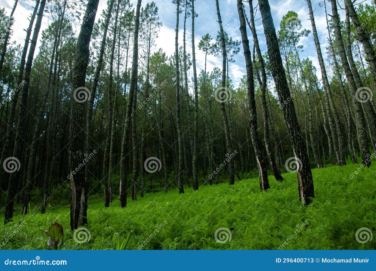 Coban Talun Pine Forest, Malang, Indonesia Stock Image - Image of pine ...