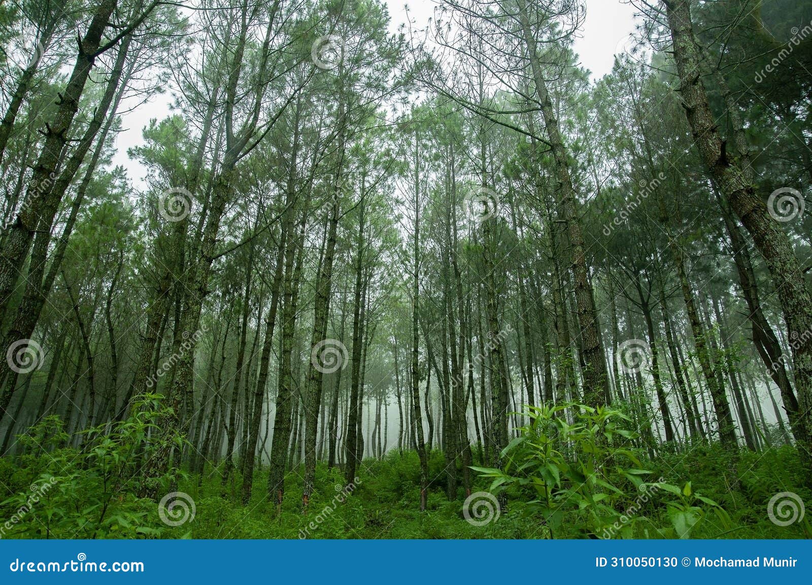 Coban Talun Pine Forest, Malang, Indonesia Stock Photo - Image of blue ...