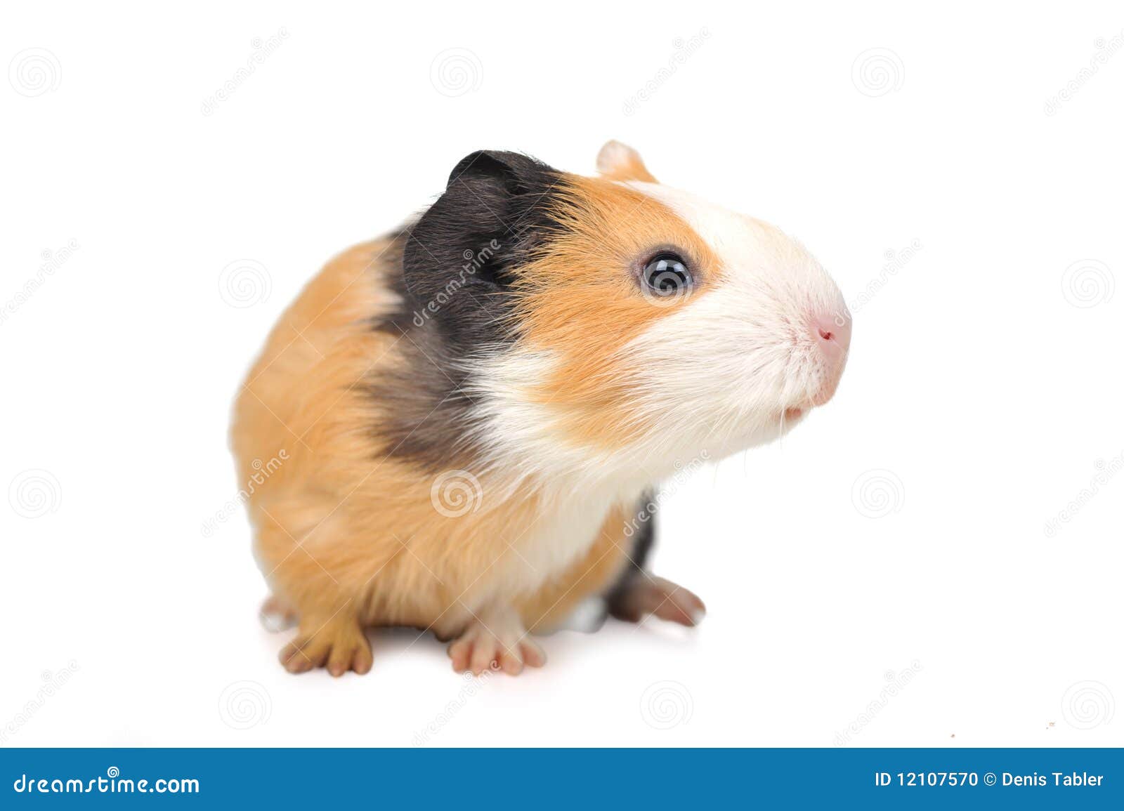 Cobaye photo stock. Image of vertébré, verticale, domestique - 12107570