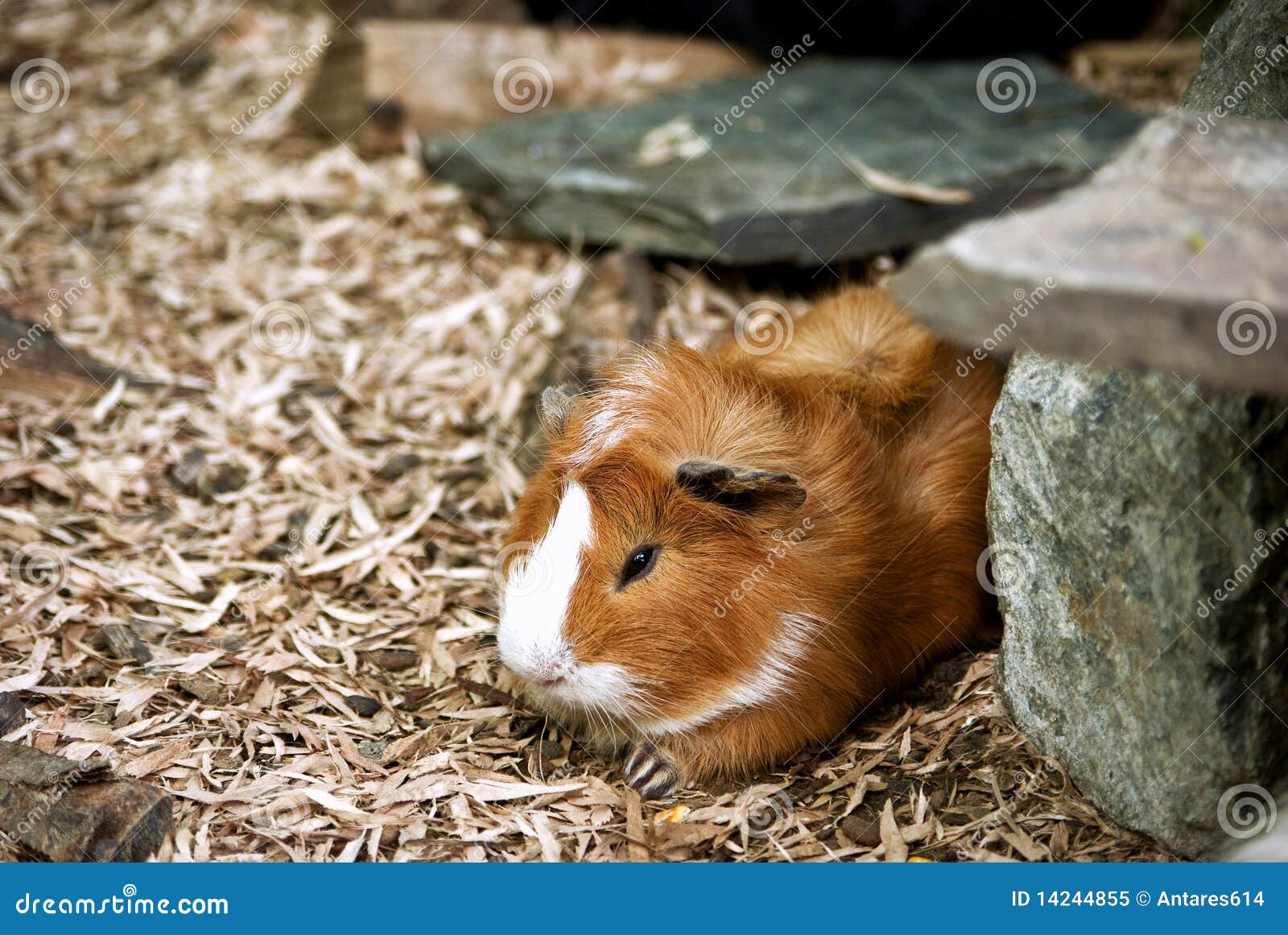 Cobaye image stock. Image du fourrure, guinée, sieste - 14244855