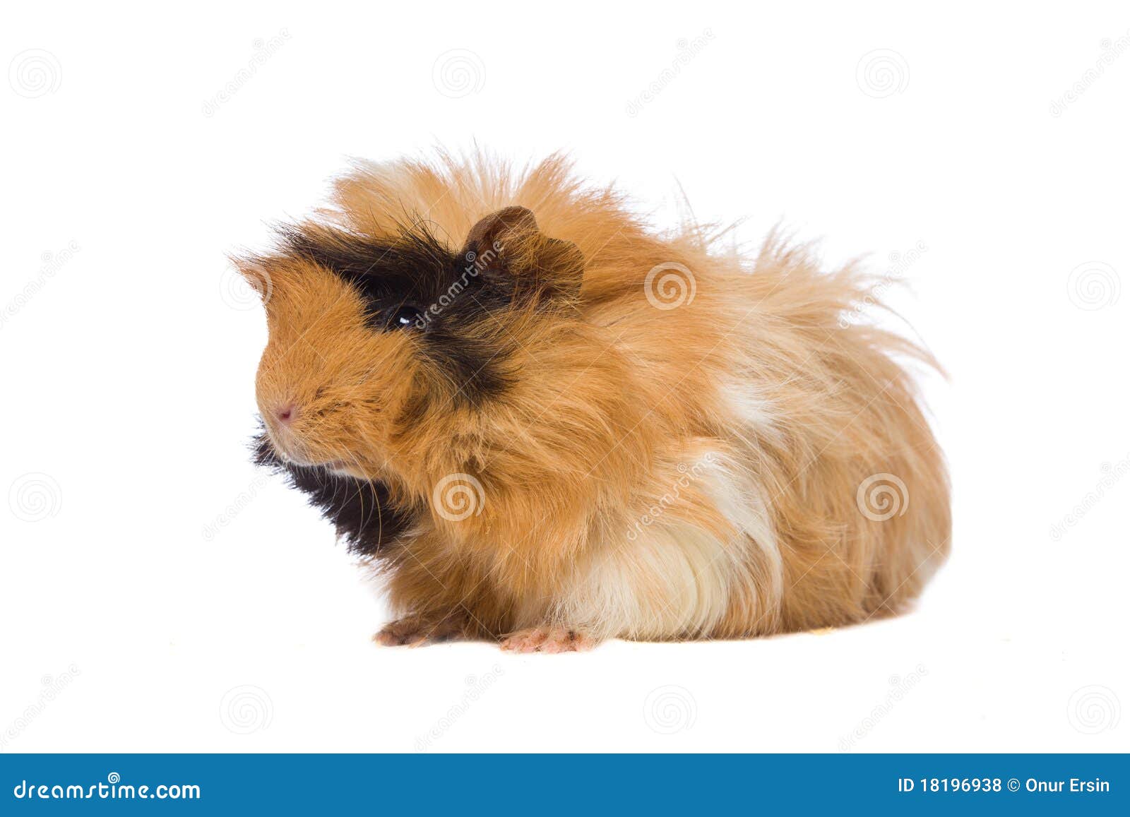 Cobaye photo stock. Image du docile, petit, verticale - 18196938