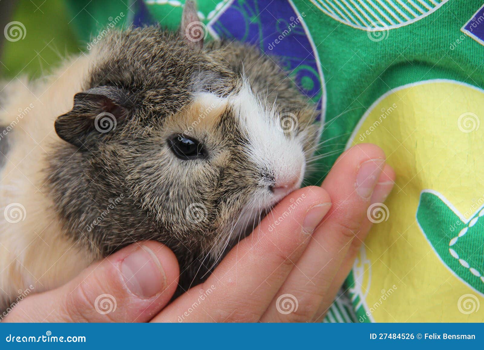 Cobaye photo stock. Image du guinée, favori, enfants - 27484526