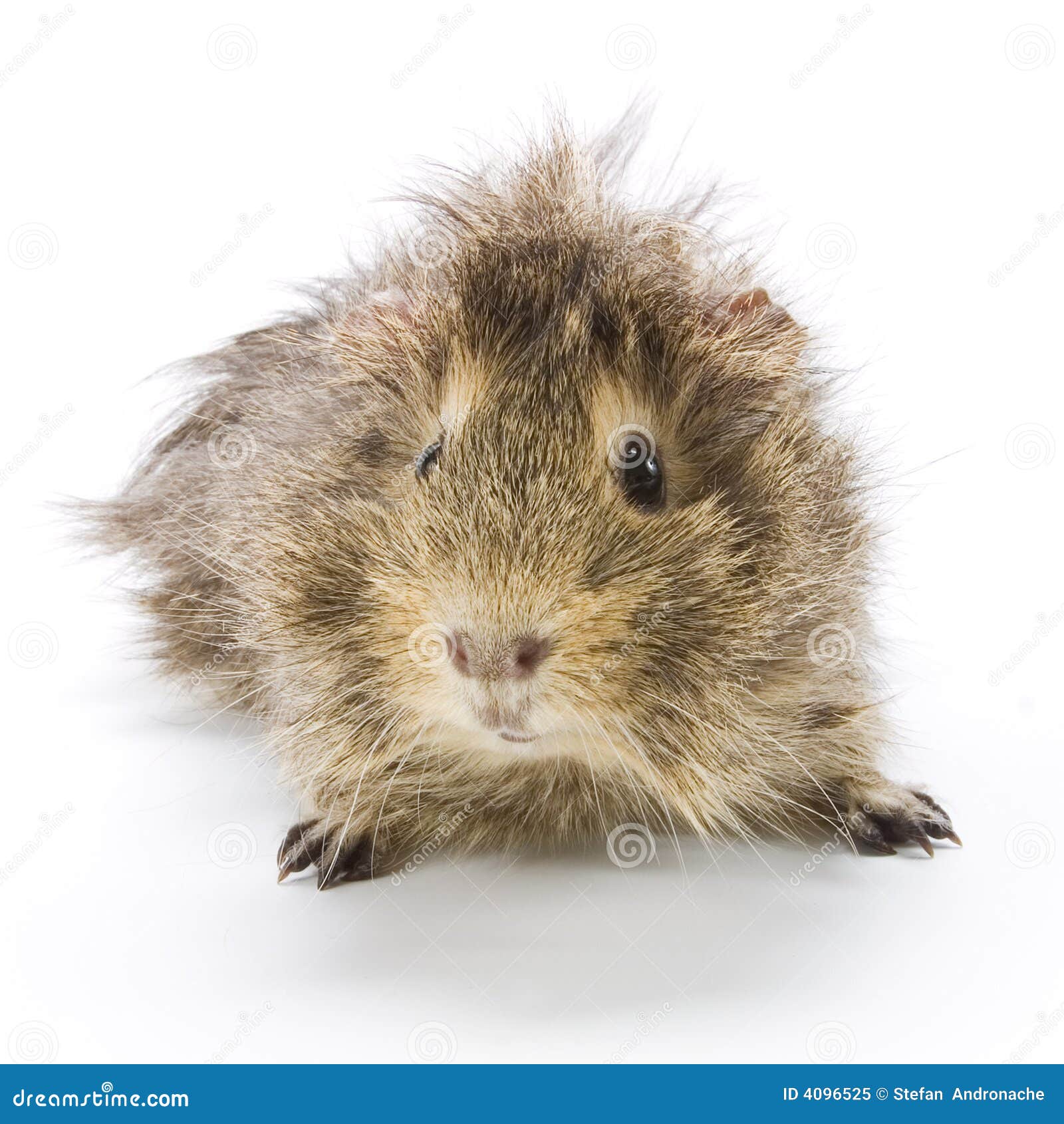 Cobaye image stock. Image of porcs, brun, brouillé, rongeur - 4096525