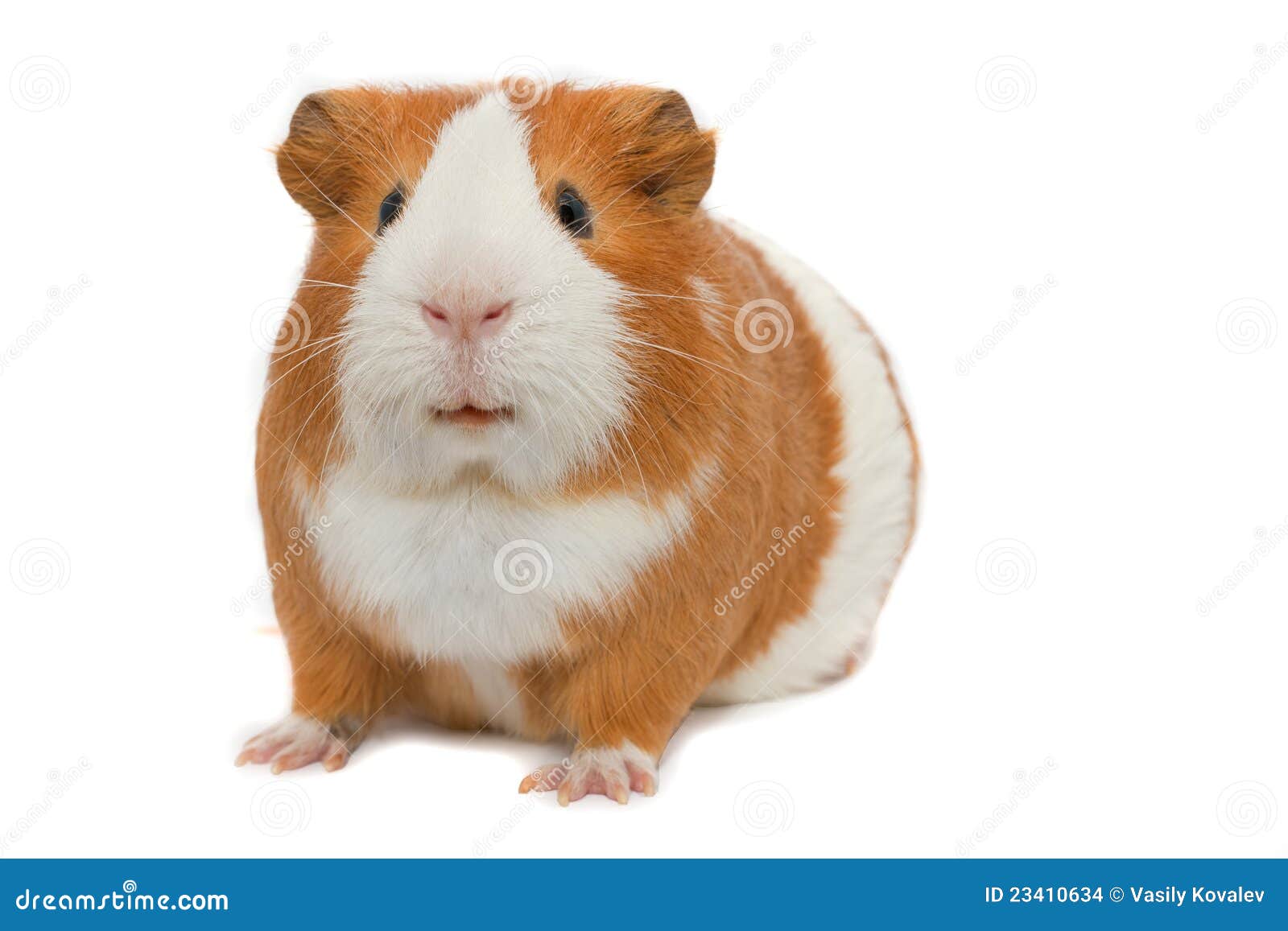 Cobaye Au-dessus Du Fond Blanc Photo stock - Image du domestique, porc ...