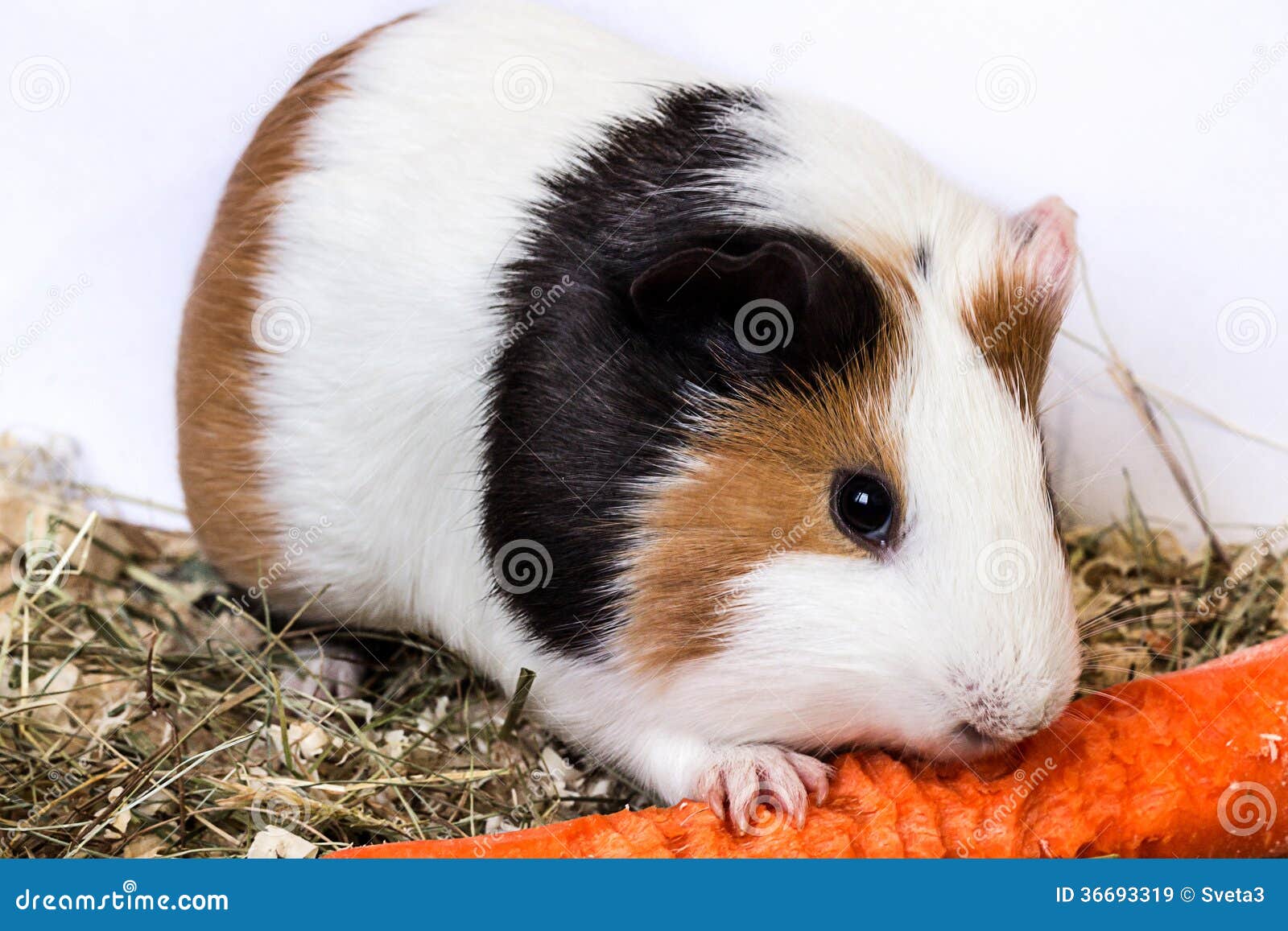 Cobaye avec une carotte. image stock. Image du nature - 36693319