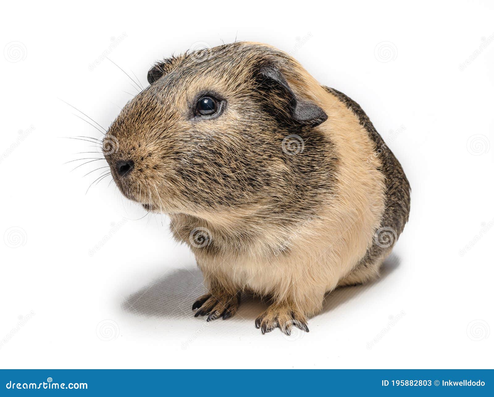 Cobaye brun image stock. Image du gens, animal, joie - 195882803