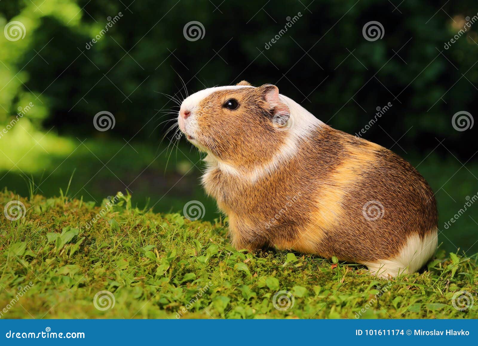 Cobaye d'Odorable photo stock. Image of petit, multiplication - 101611174