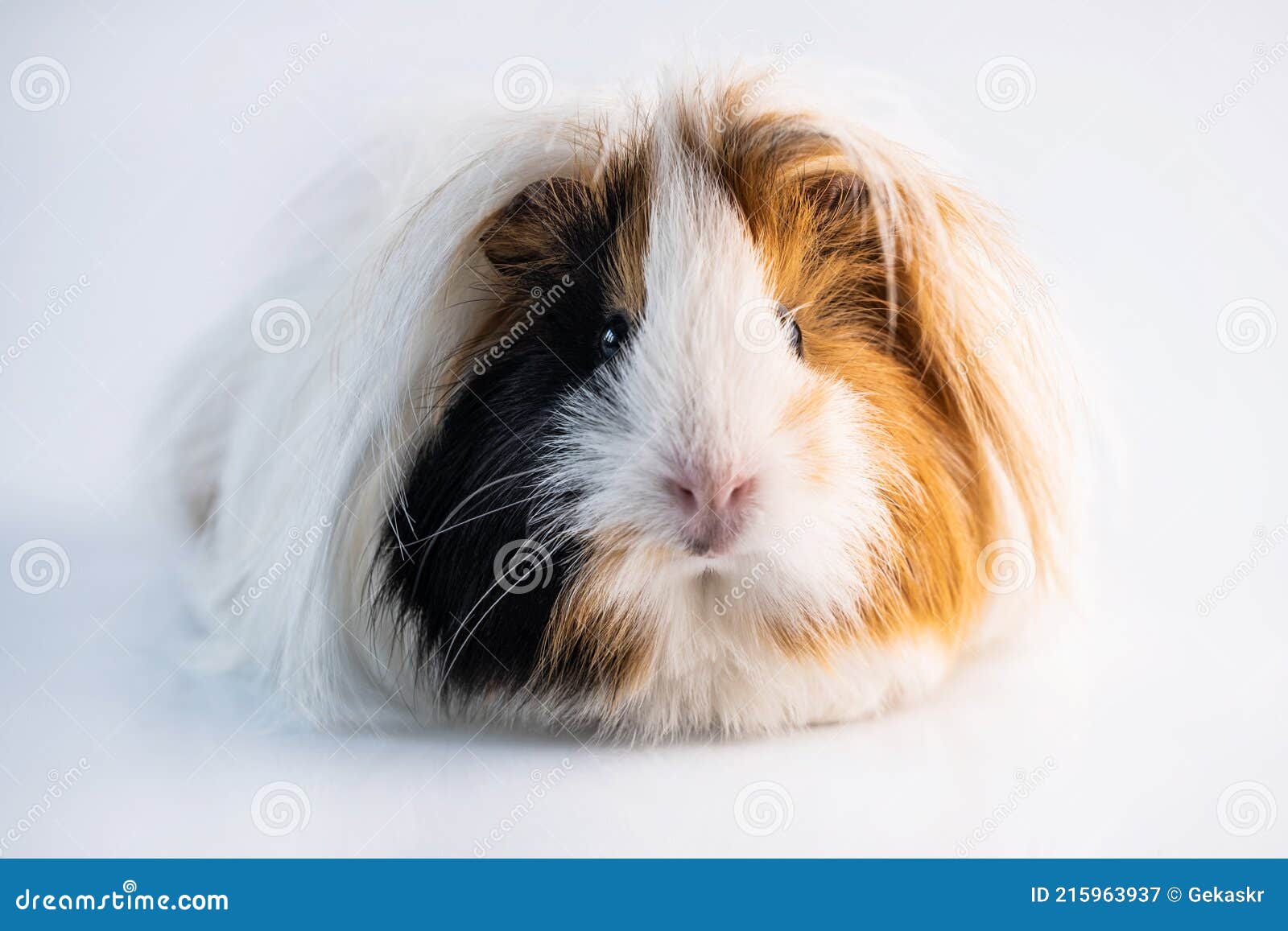 Cobaye moelleux image stock. Image du péruvien, maison - 215963937