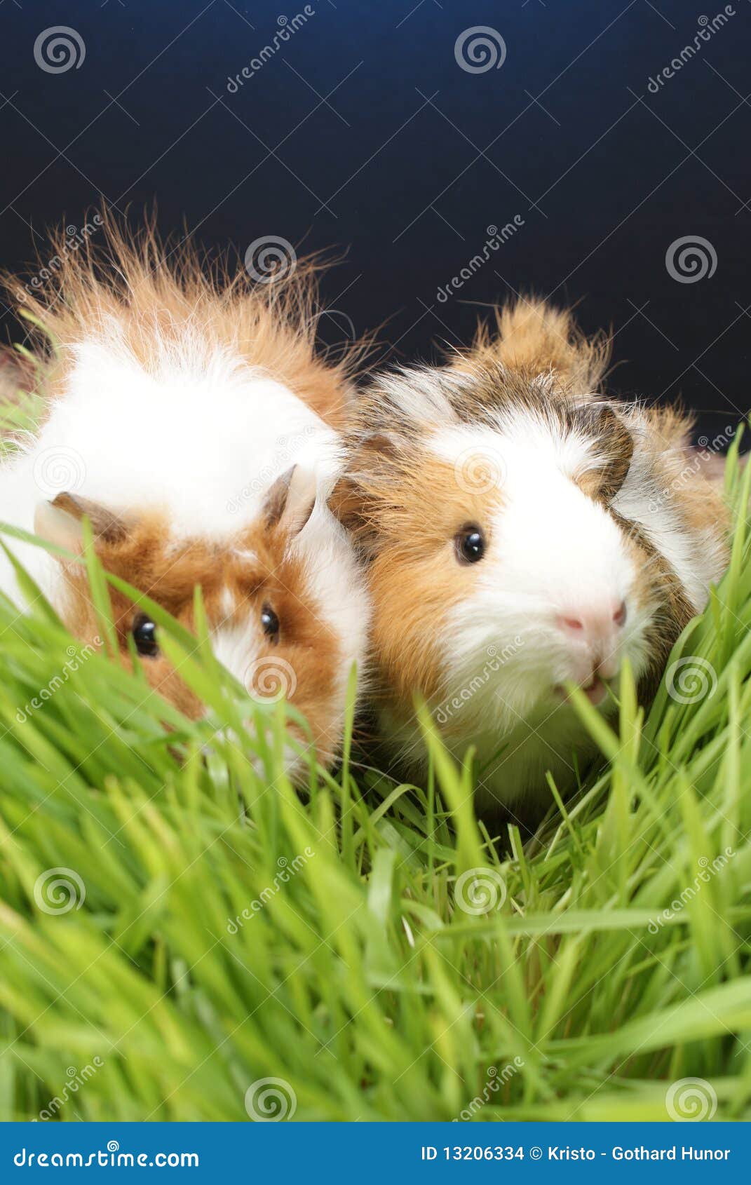 Cobayes photo stock. Image du manger, petit, adorable - 13206334