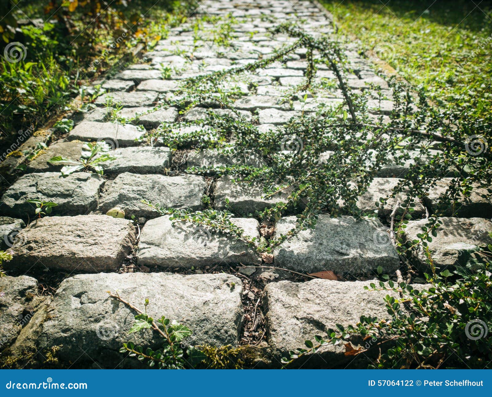 Cobble Path stock photo. Image of green, nature, stones - 57064122