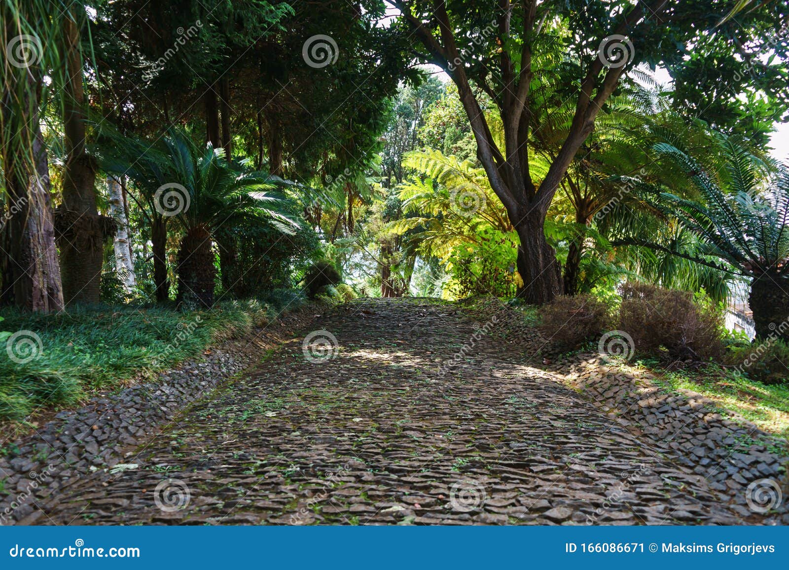 Cobble Stone Path in Tropical Garden with Palms and Trees Stock Image ...