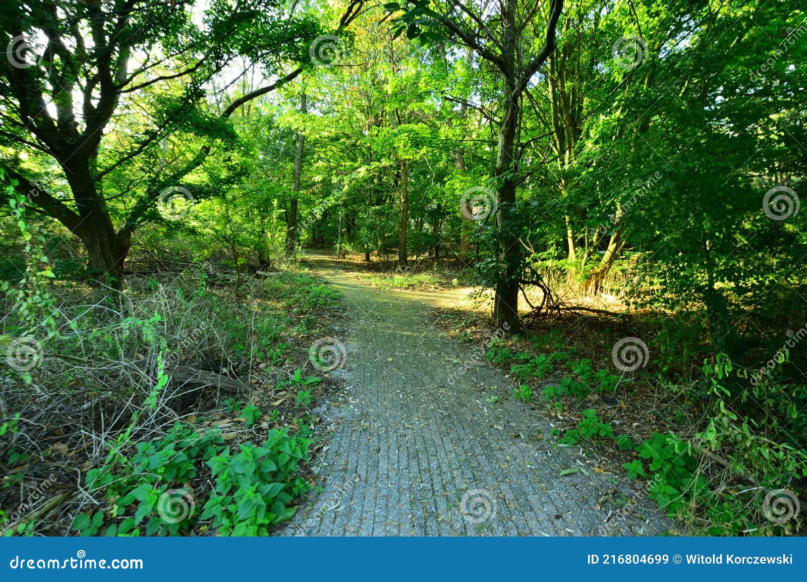 Cobbled Footpath in a Dense Wild Forest. Day. Summer Stock Image ...