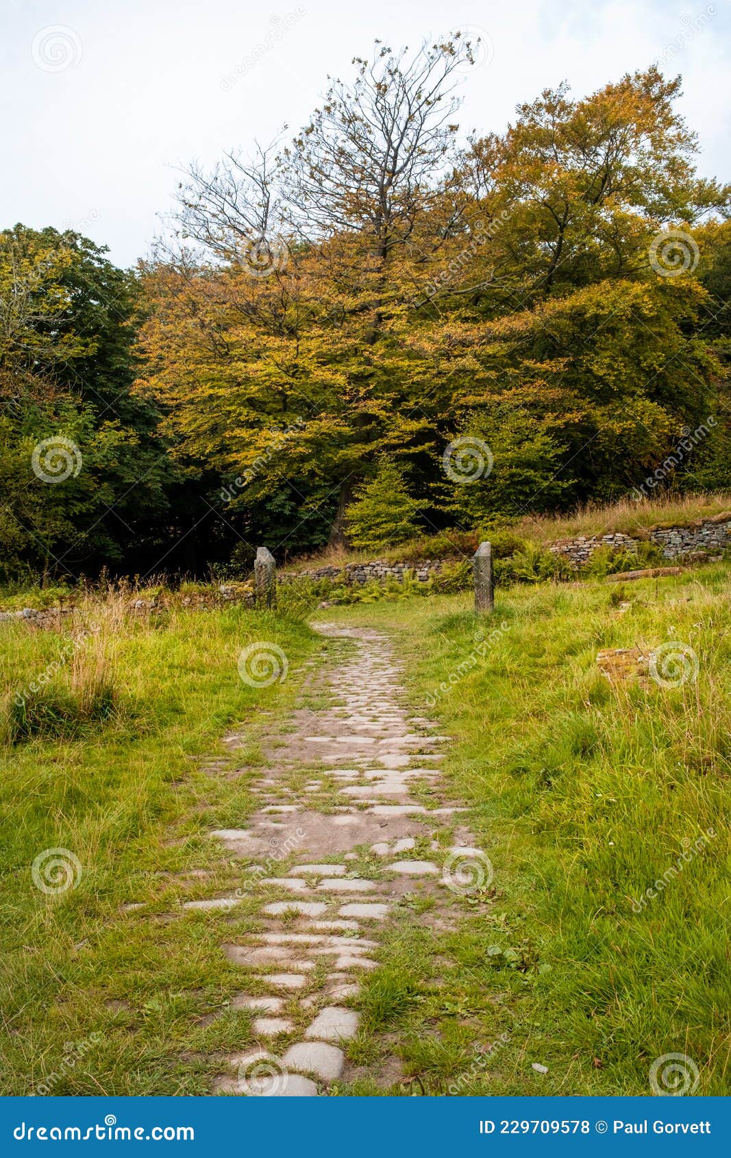 Cobbled Path Leading To Autumn Colored Tree`s in the Woods UK Stock ...