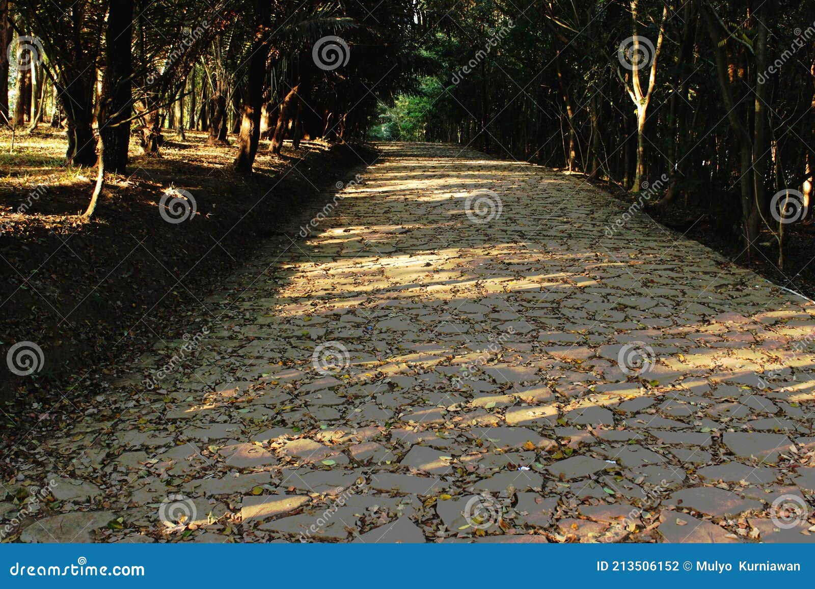 Cobblestone paths stock photo. Image of tree, road, leaf - 213506152