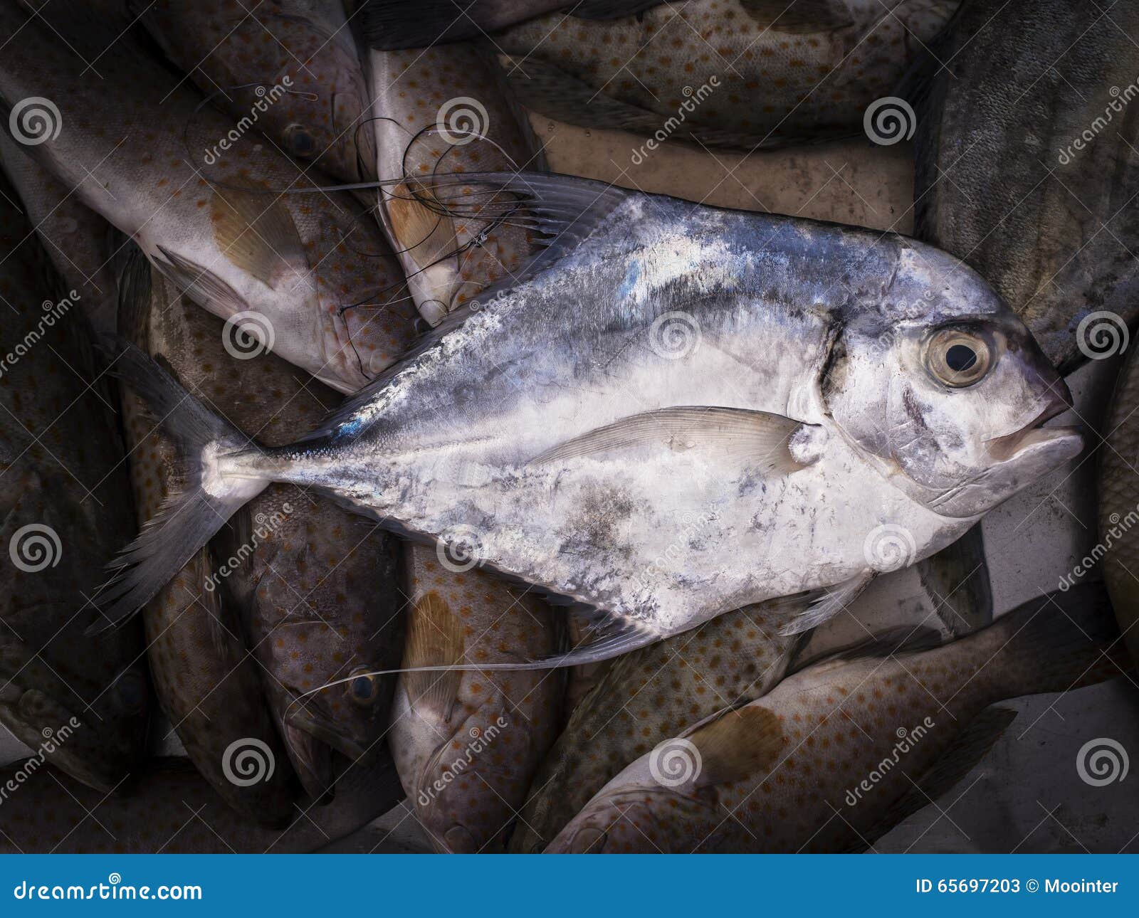Cobblerfish Stock Photos - Free & Royalty-Free Stock Photos from Dreamstime