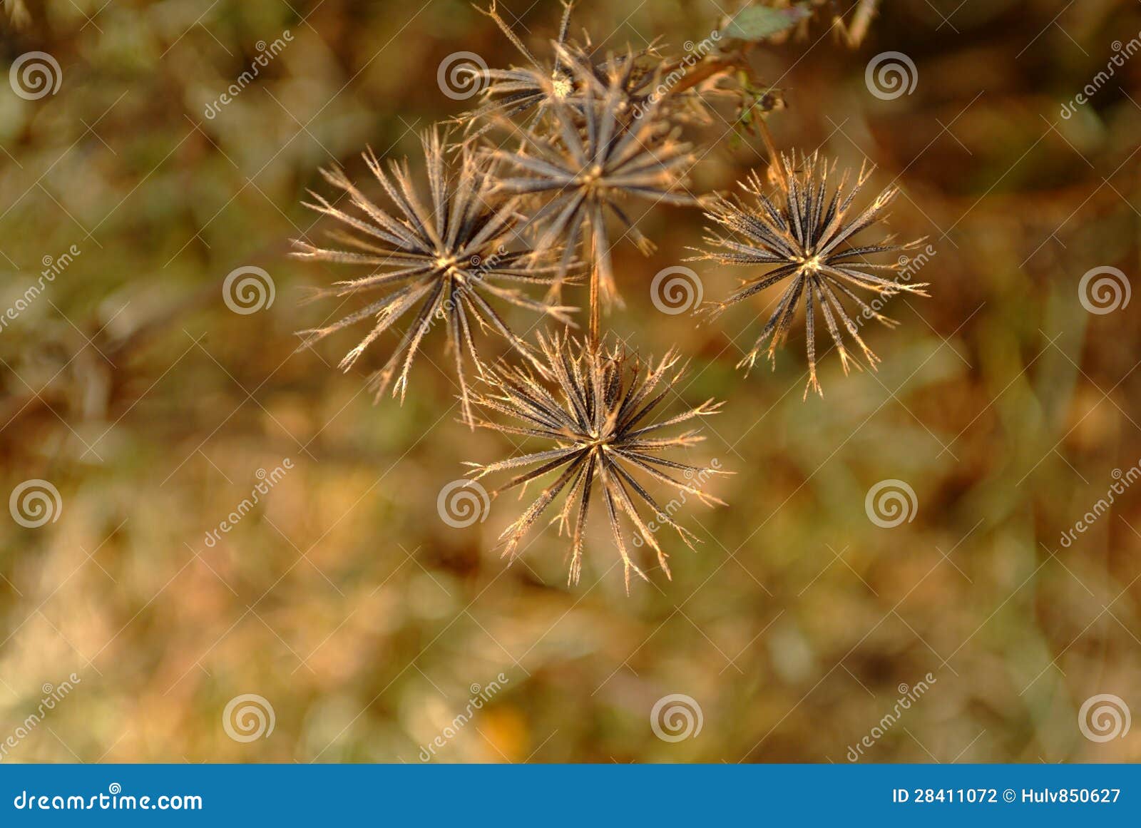Cobblers Pegs stock photo. Image of friend, pods, seed - 28411072