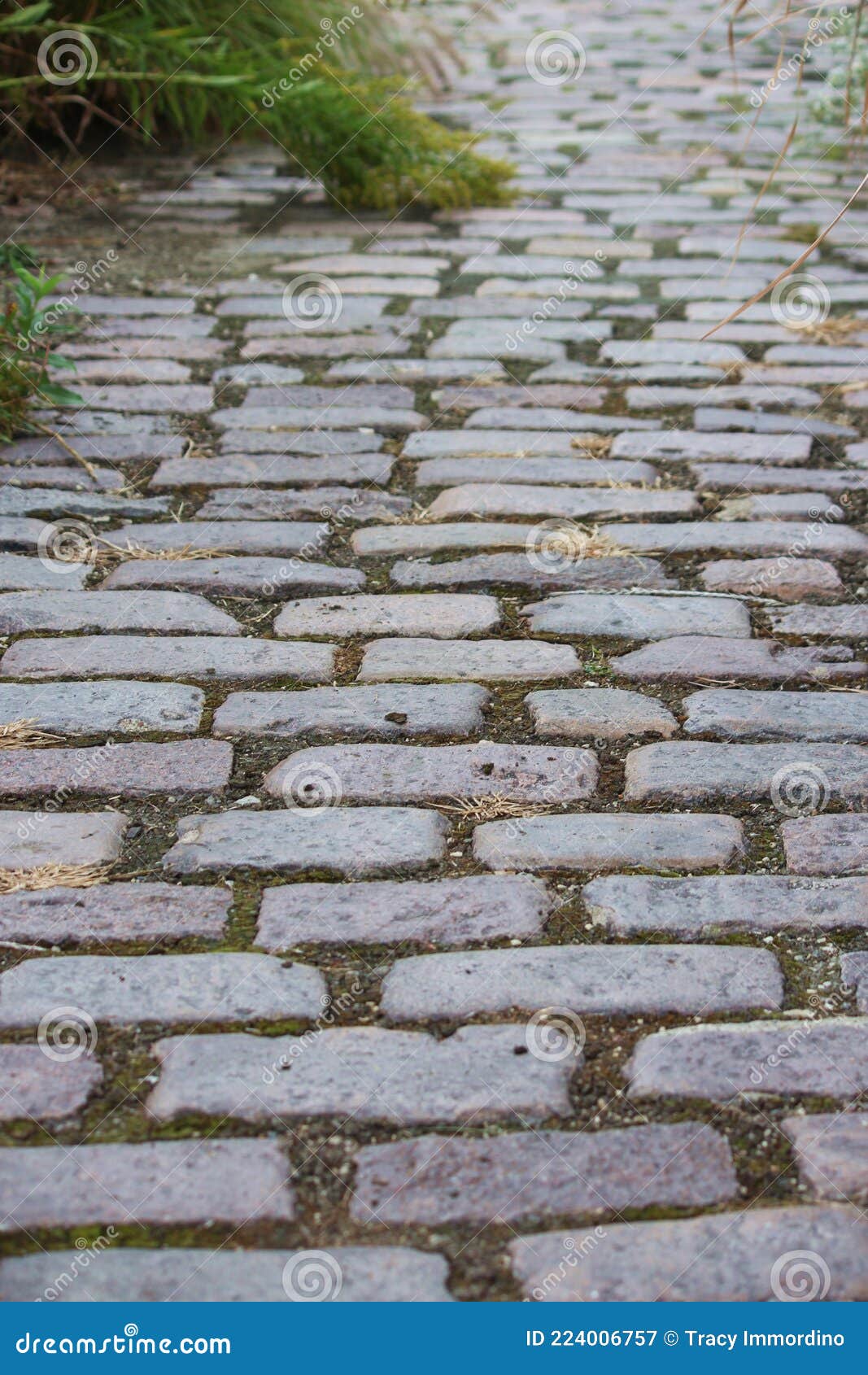 A Cobblestone Brick Pathway Edged with Vegetation Stock Image - Image ...