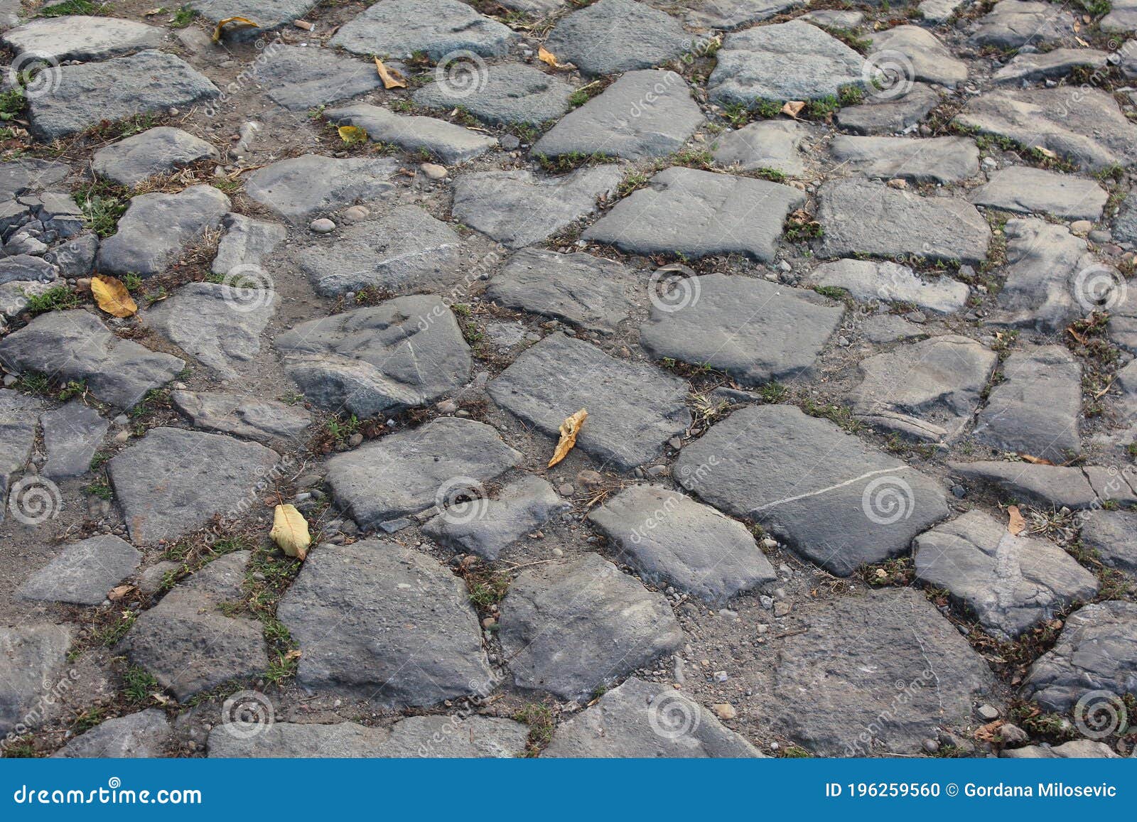 The Cobblestone of Irregular Rectangular Stones with Withered Fallen ...