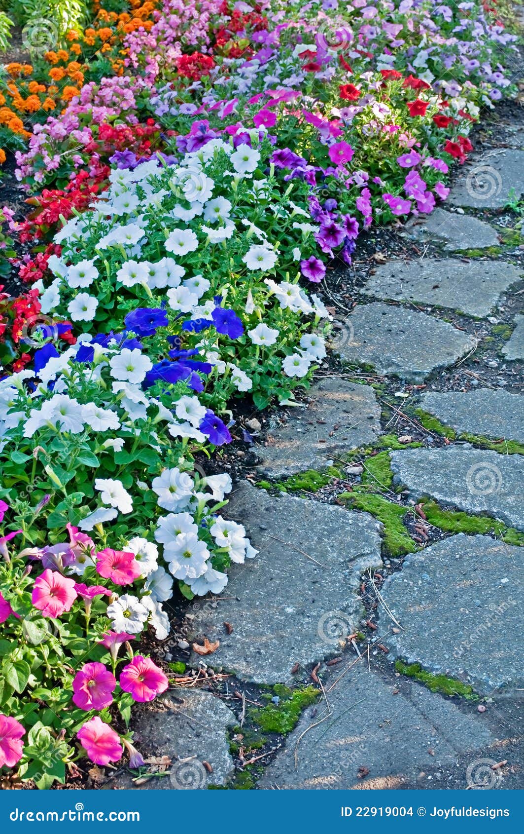 Cobblestone Path with Bedding Flowers Stock Photo - Image of begonias ...