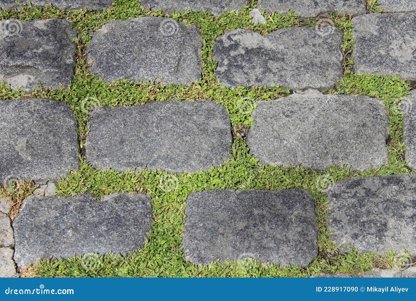 Cobblestone Path Covered in Moss Stock Photo - Image of floor, moss ...