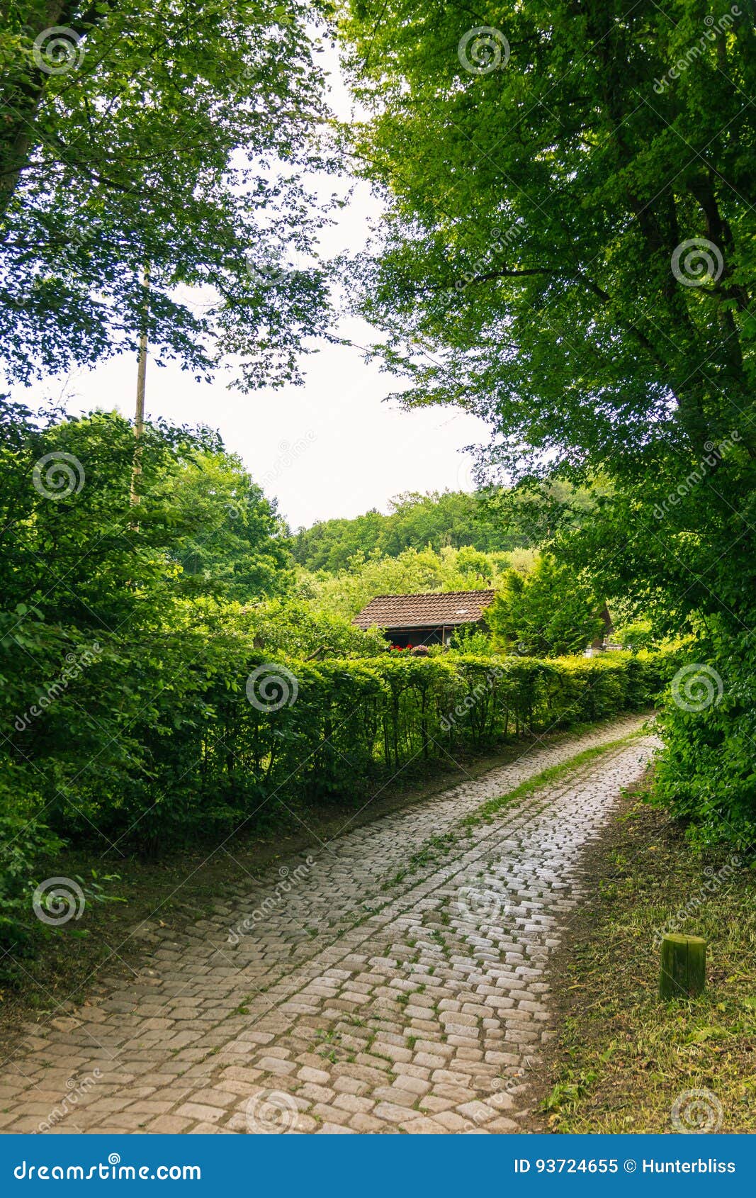 Cobblestone Path in Forest with Hut Trees Clear Skies Opening in Stock ...