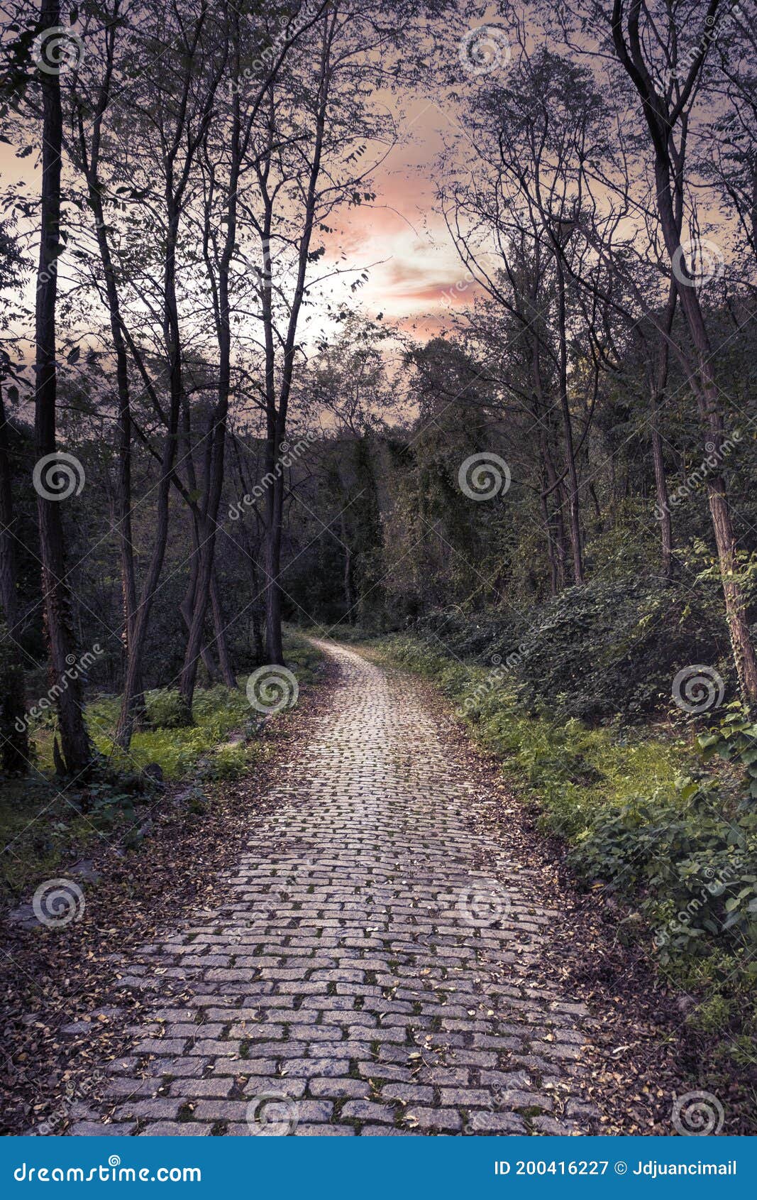 Cobblestone Pathway through a Deep Forest Environment at Sunset. Empty ...