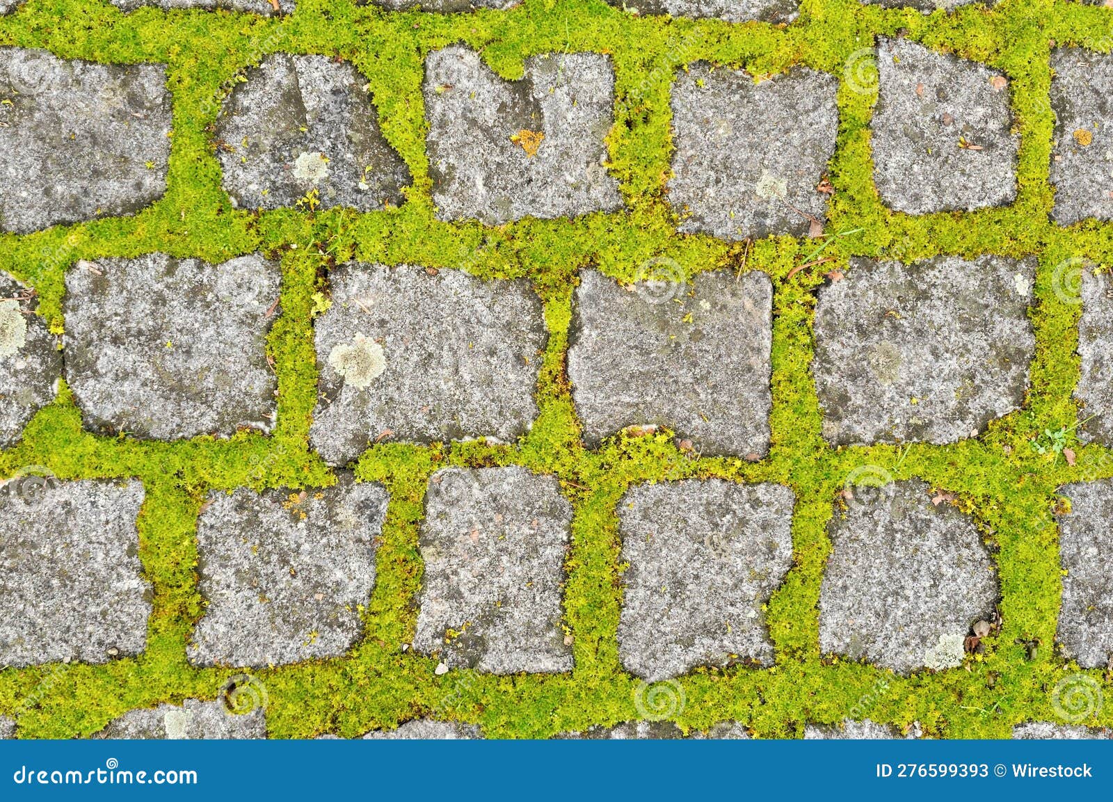 Cobblestone Pathway Featuring Lush Moss and Lichen Growth Stock Image ...