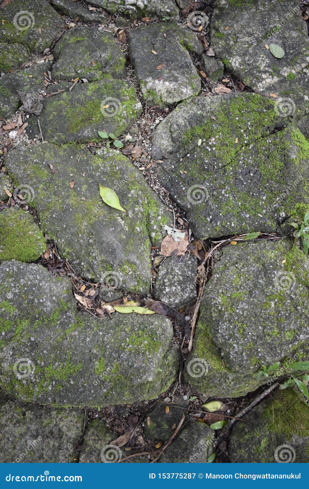 Cobblestone Pavement with Mossy Surface Stock Image - Image of ground ...
