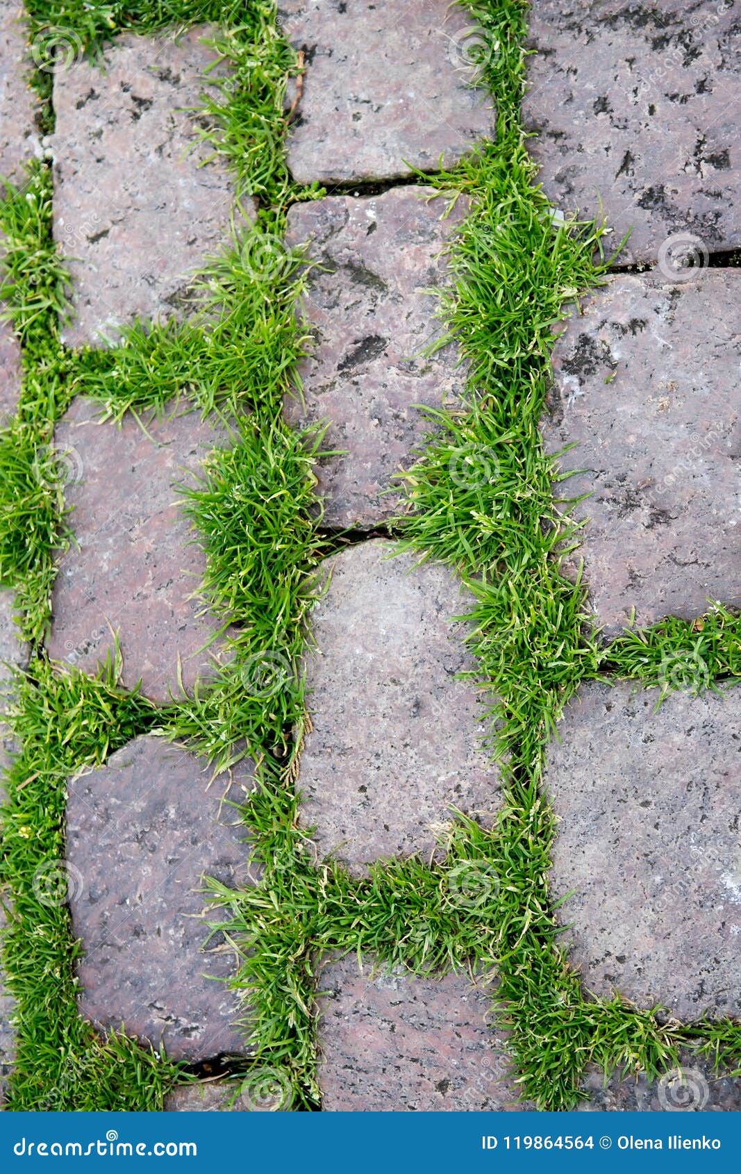 Cobblestone Pavement Overgrown with Grass Stock Photo - Image of path ...