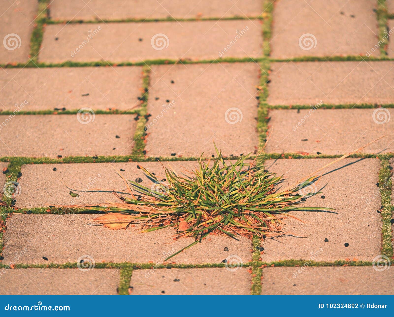 Cobblestone Paving Footpath with a Bunch of Grass, Concrete Cobbles ...