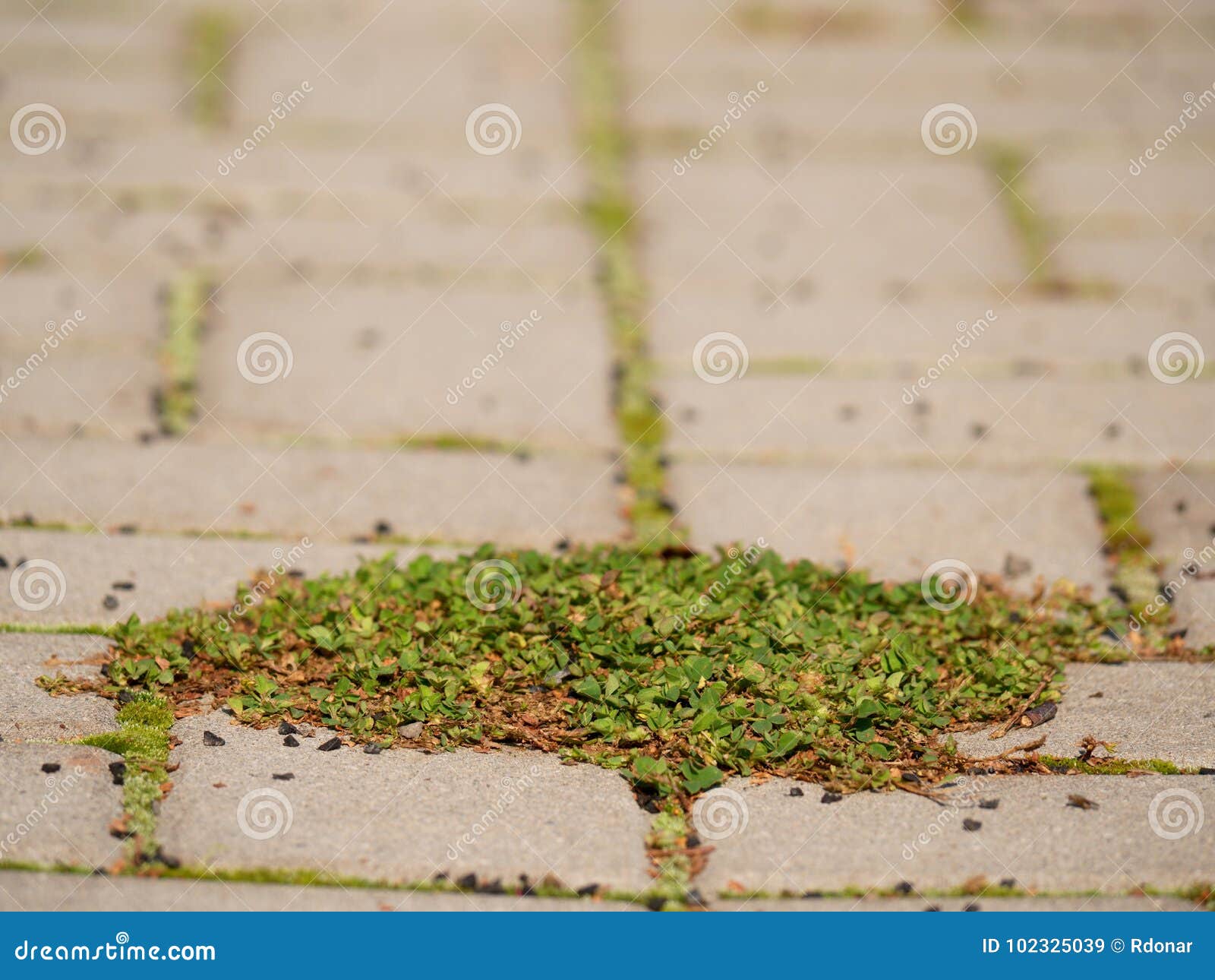 Grass Between The Concrete Slab Royalty-Free Stock Photography ...
