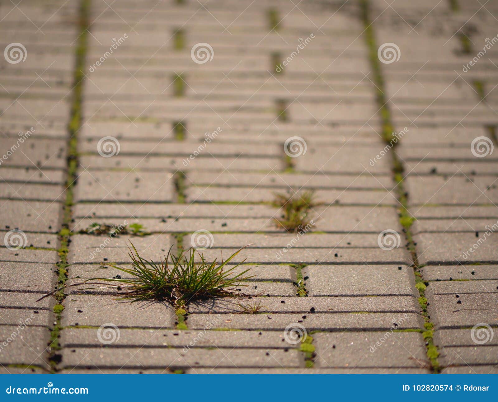 Grass Between The Concrete Slab Royalty-Free Stock Photography ...