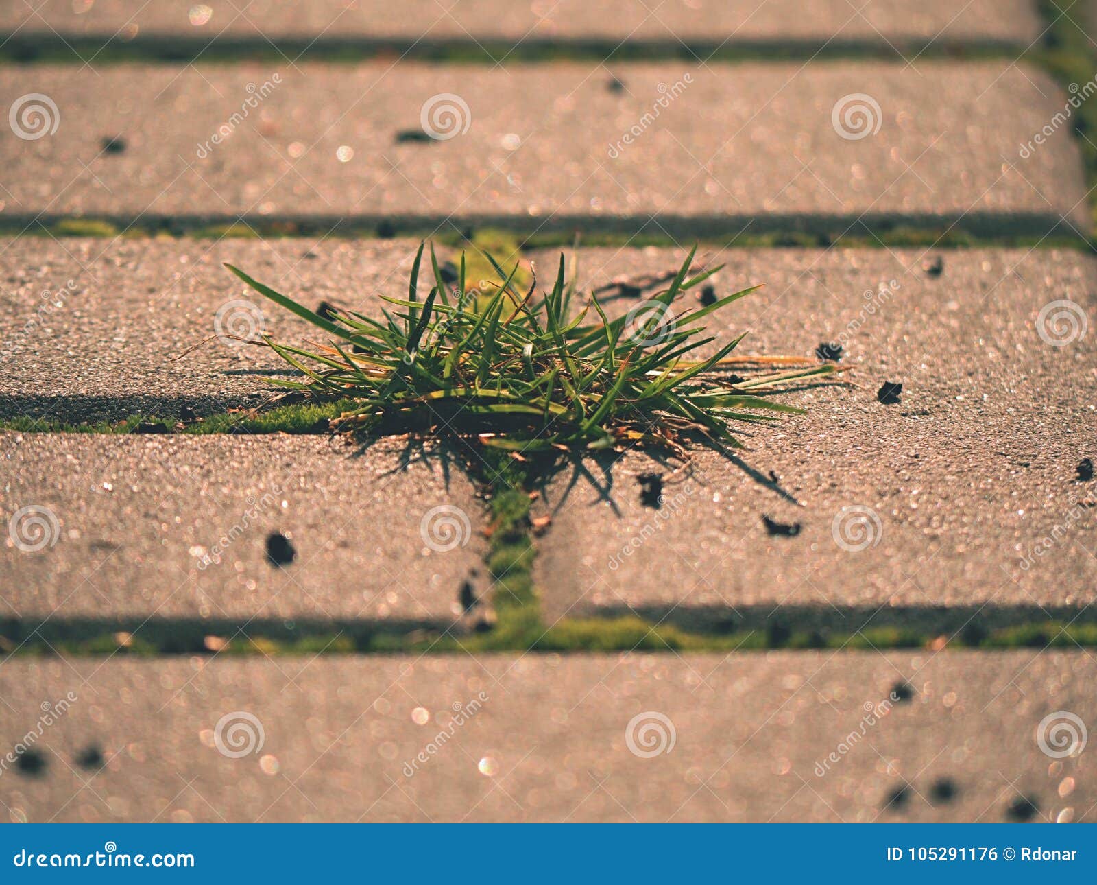 Cobblestone Paving Footpath with a Bunch of Grass, Concrete Cobbles ...