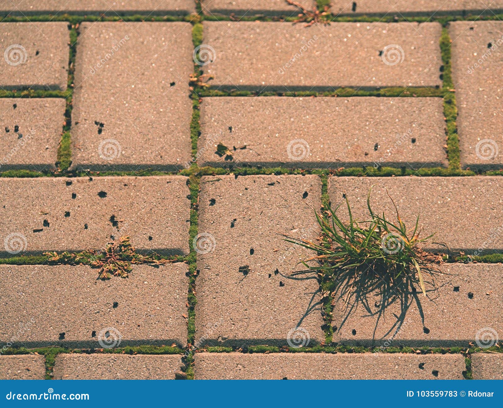 Cobblestone Paving Footpath with a Bunch of Grass, Concrete Cobbles ...