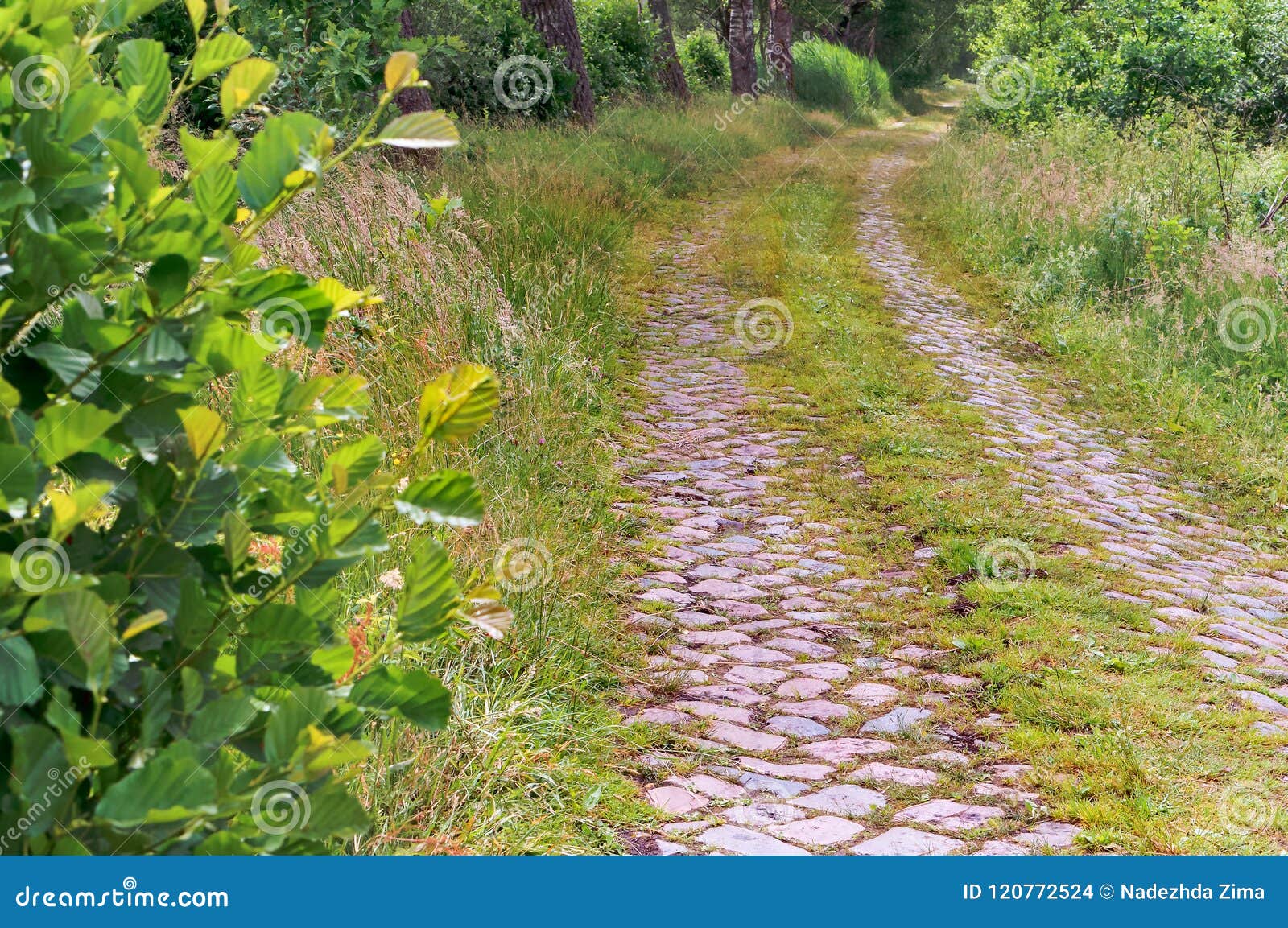 The Cobblestone Road in the Forest, Path in Green Forest in Spring ...