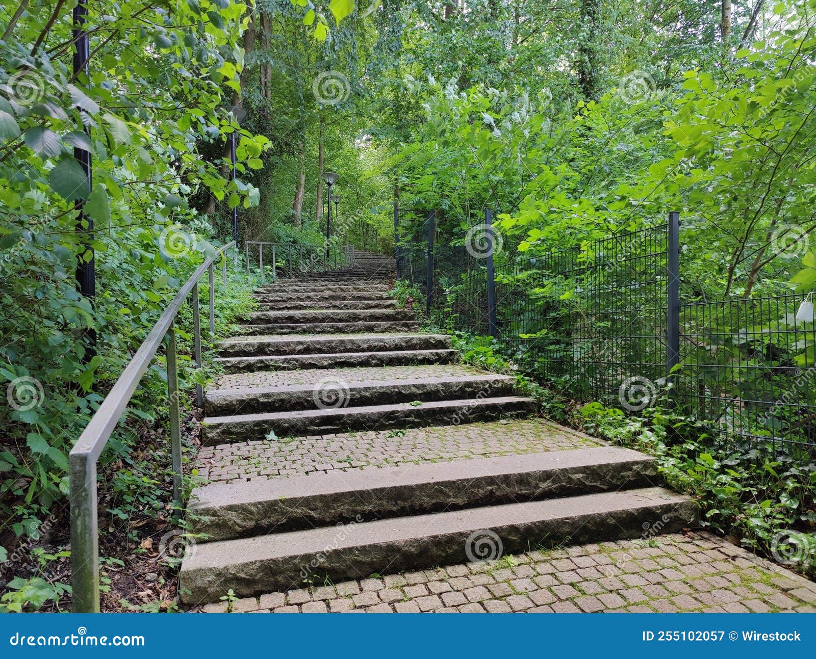 Cobblestone Stairs Surrounded by Green Trees in the Forest Stock Image ...