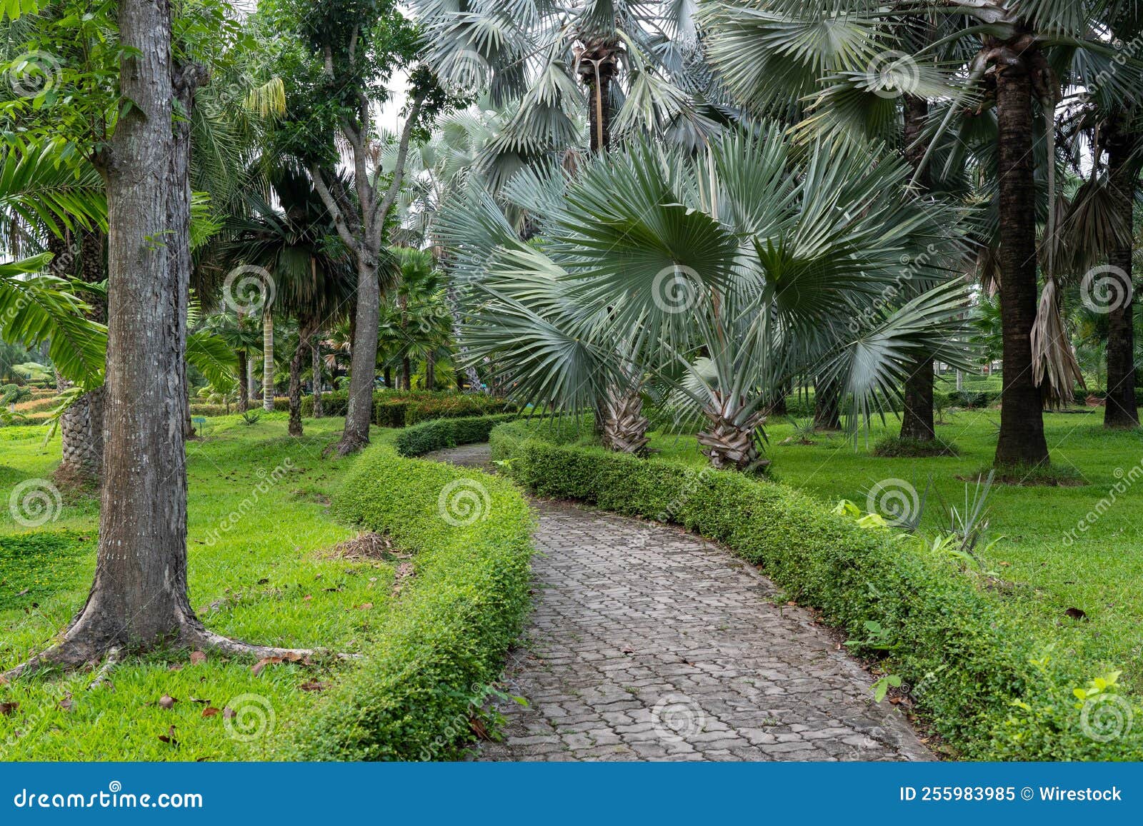 Cobblestone Walking Path in a Tropical Park Stock Image - Image of ...