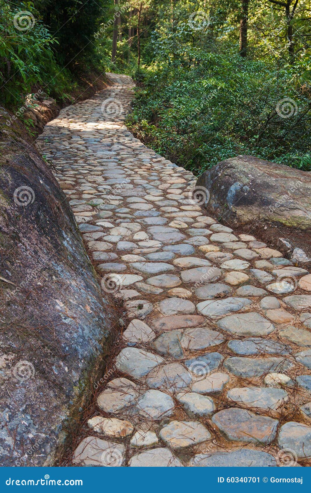 Cobblestone Walking Way in Forest Editorial Photo - Image of natural ...