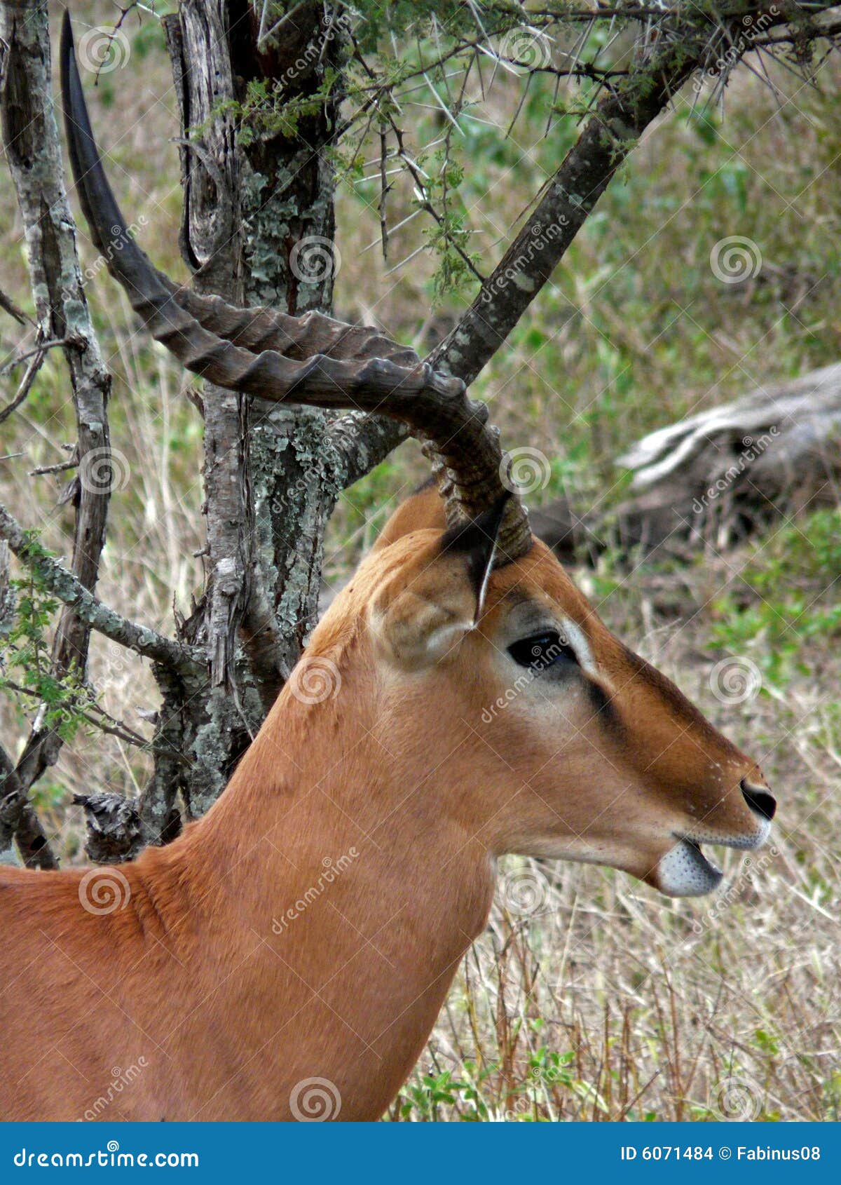 Cobe stock photo. Image of natural, africa, lechwe, mammal - 6071484