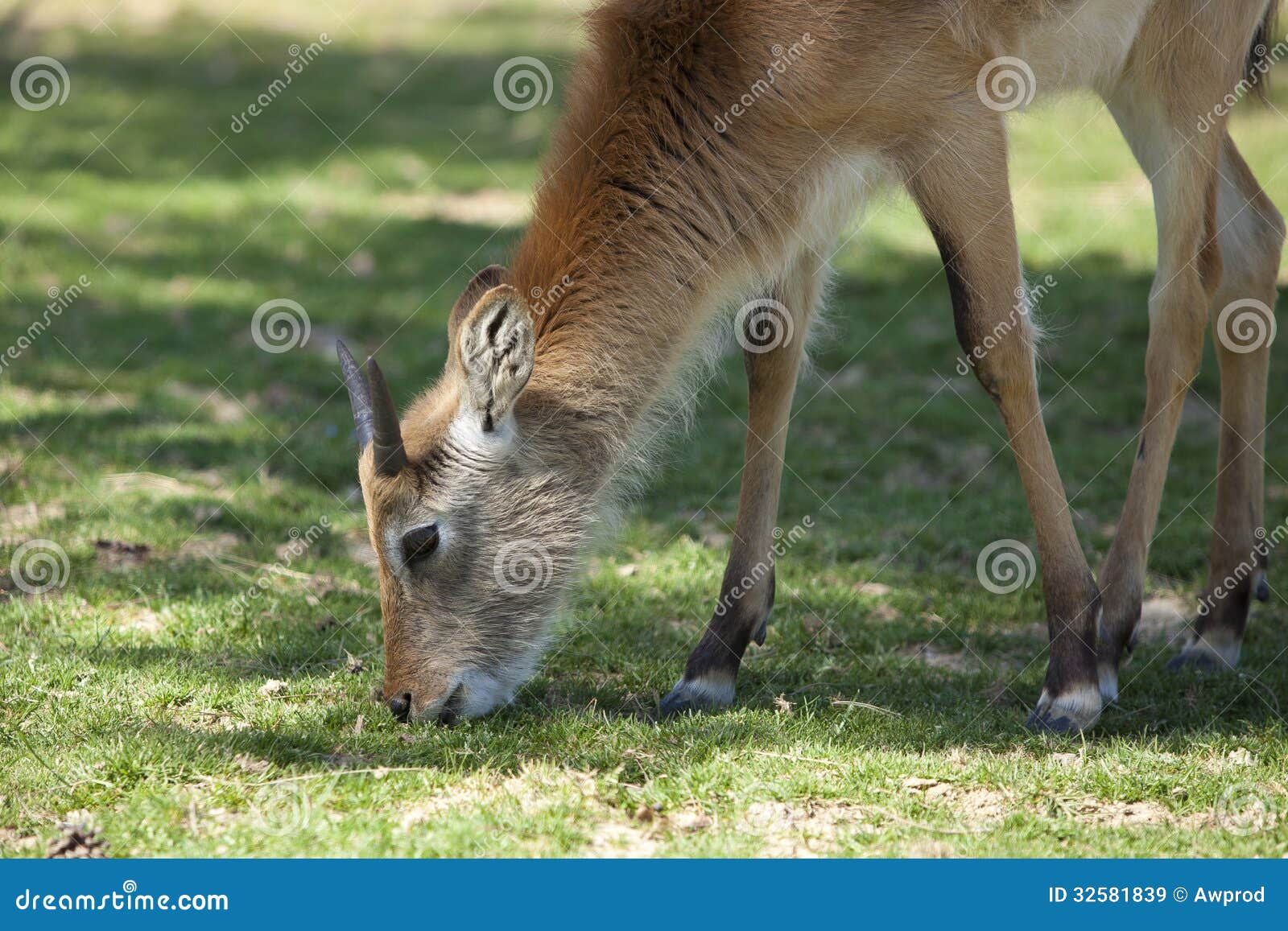 Cobe Lechwe stock image. Image of robertsi, kafue, grass - 32581839
