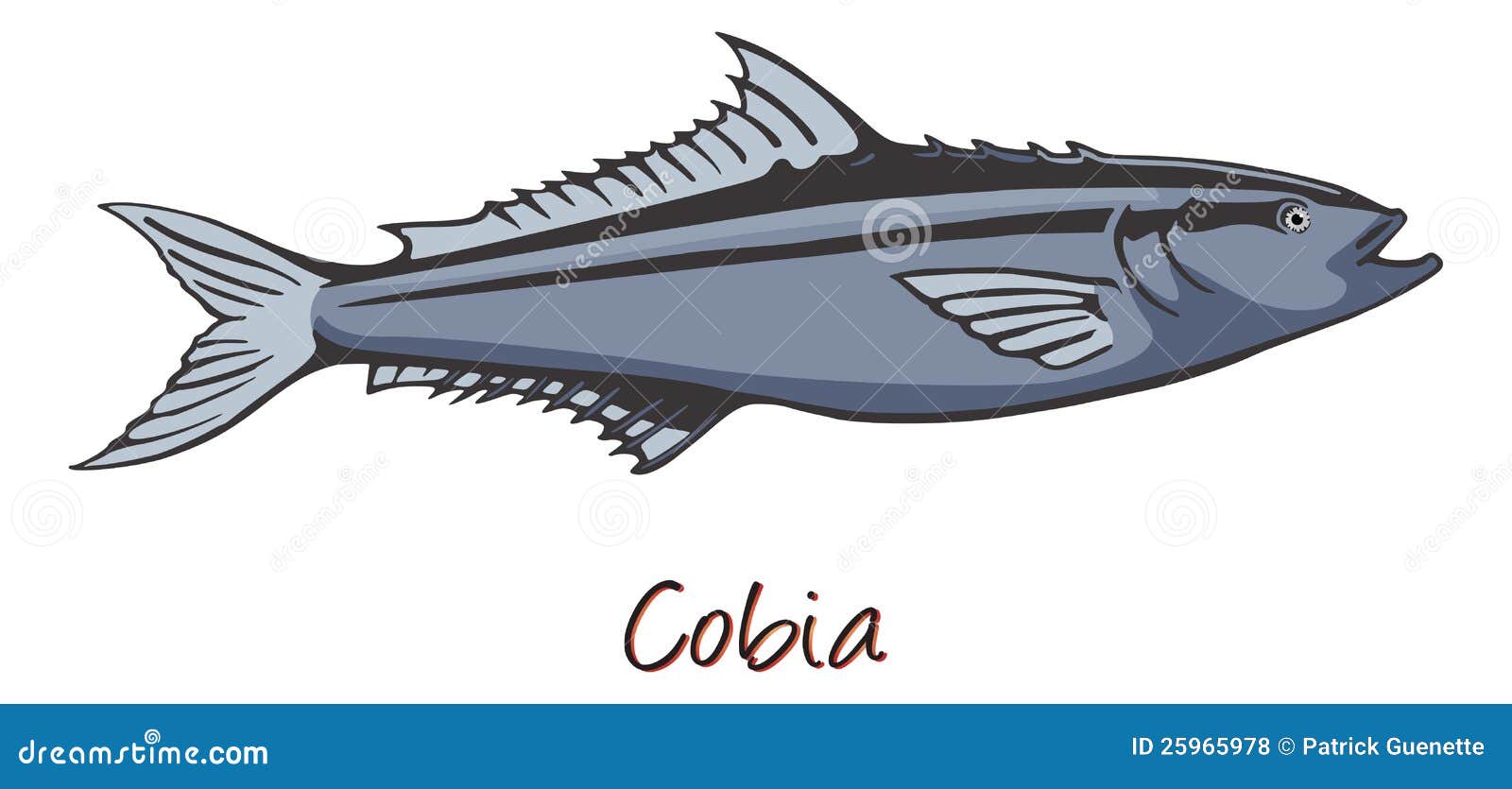Cobia, Color Illustration stock vector. Illustration of fresh - 25965978