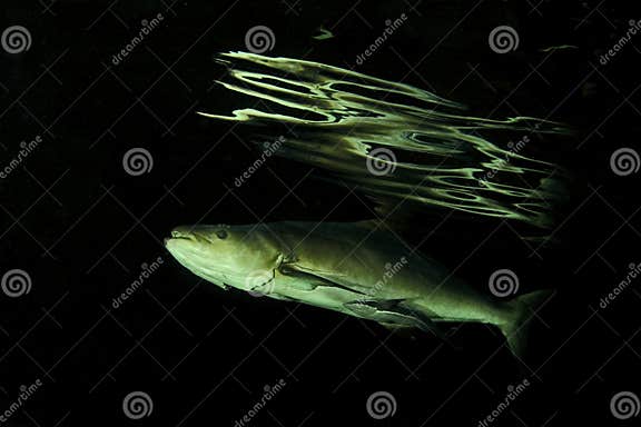 Fish stock image. Image of indonesia, aruan, salmon, crabeaters - 15560711