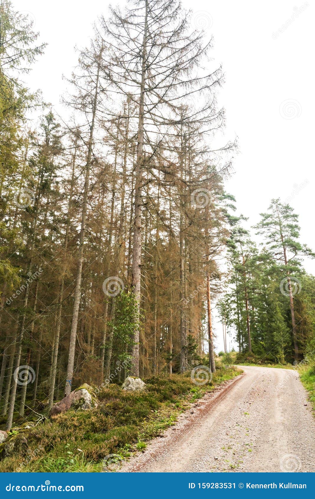 Forest damaged by insects stock image. Image of harm - 159283531
