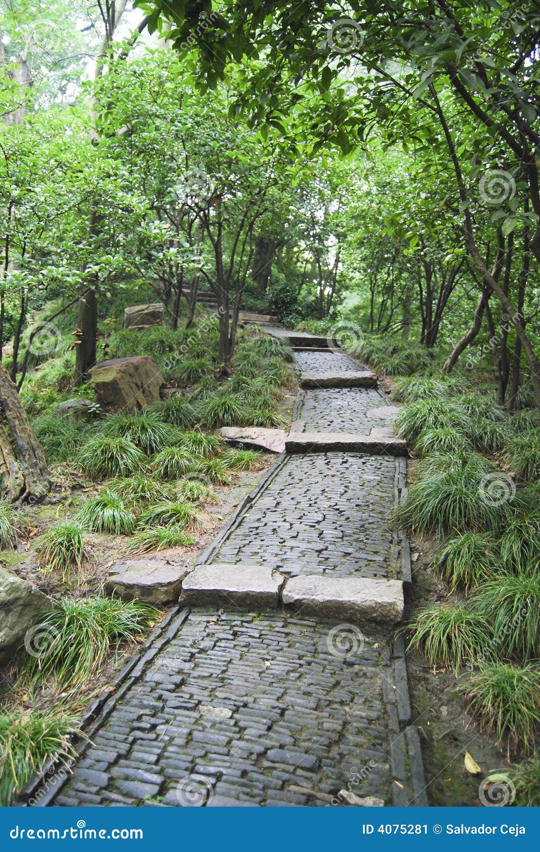 Coble stone Path stock image. Image of coble, leaf, tree - 4075281
