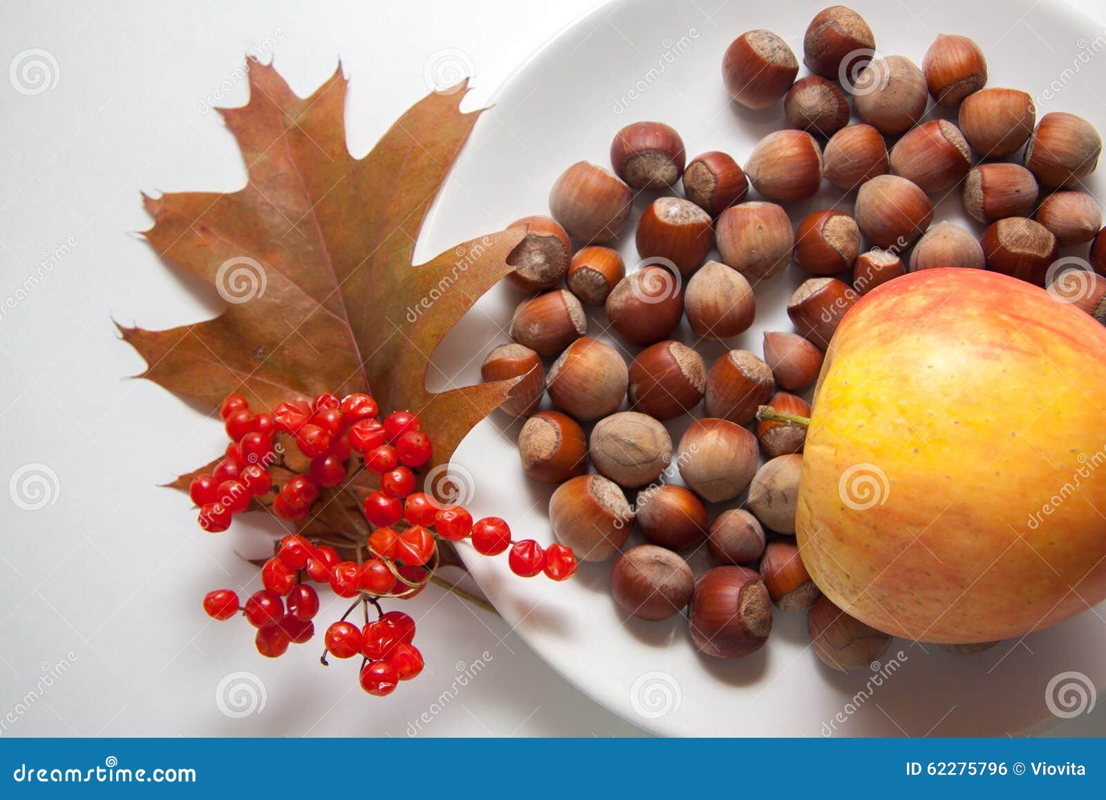Cobnuts stock photo. Image of hazel, nuts, cobnut, fall - 62275796