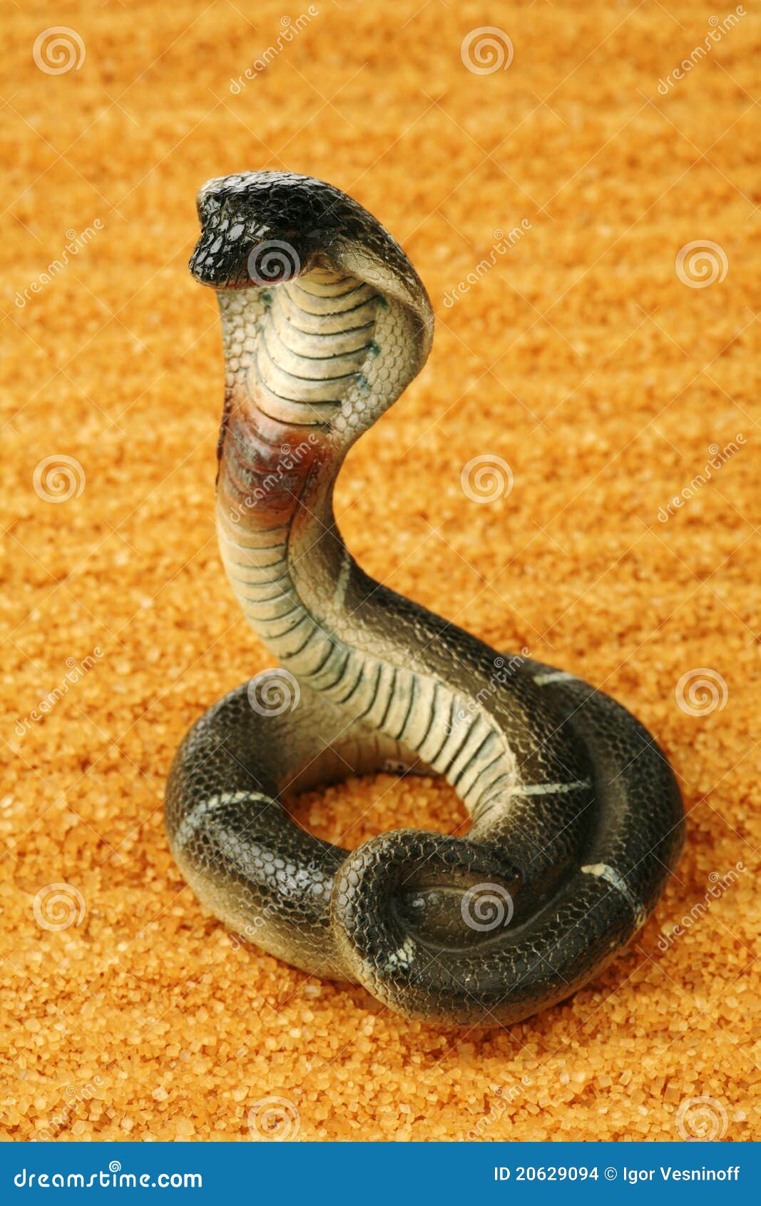 Cobra stock photo. Image of quicksands, fine, food, cobra - 20629094