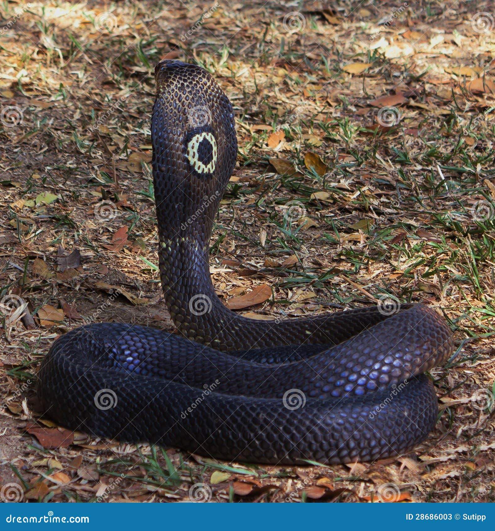 Cobra stock image. Image of serpent, king, danger, poison - 28686003